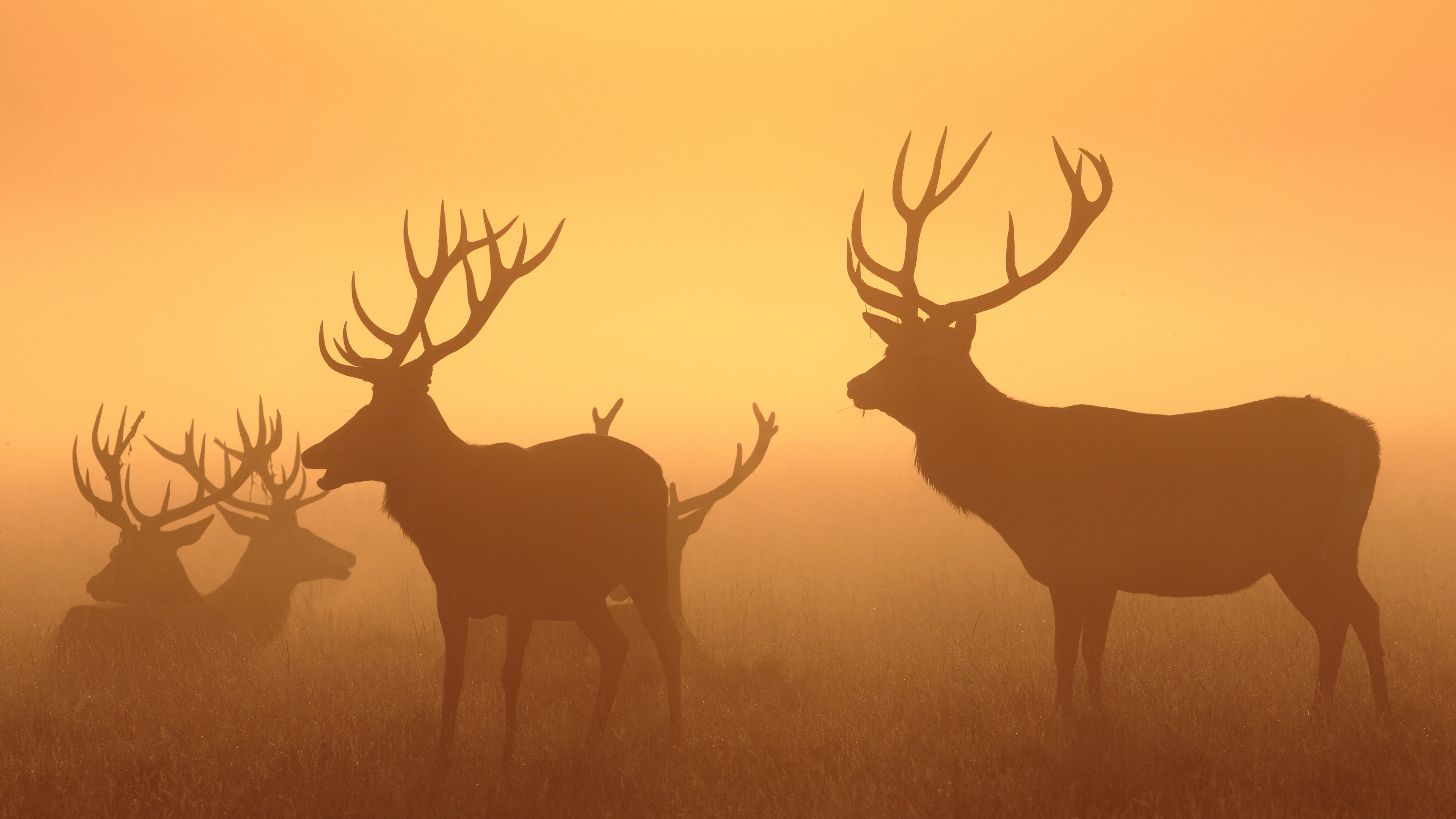 Deer 4k Wallpapers - Wallpaper Cave