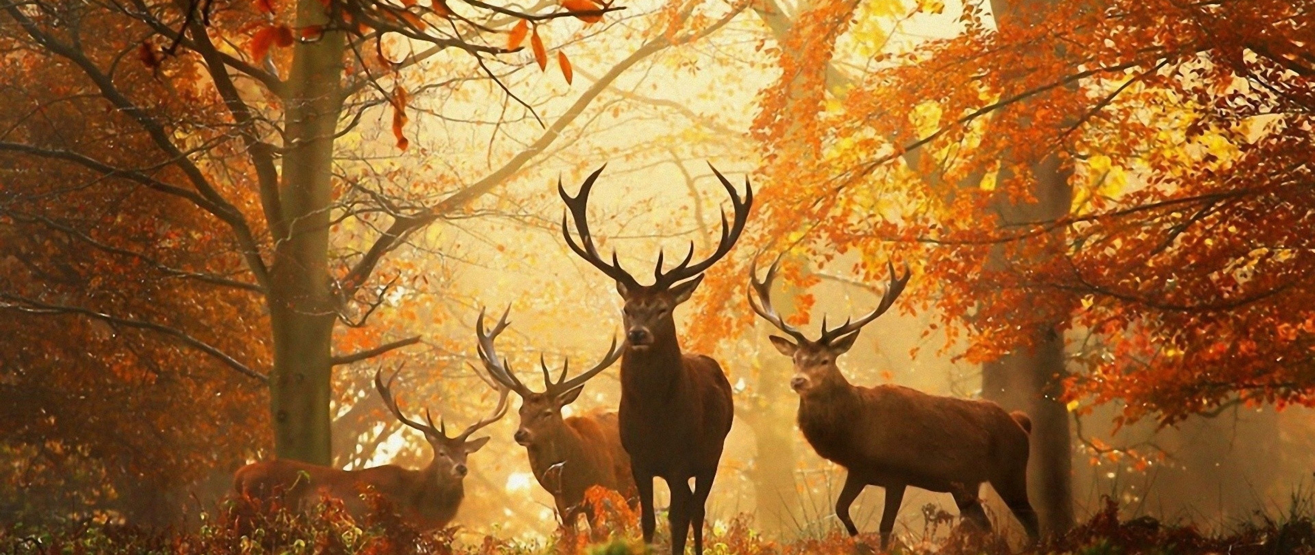 Deer 4k Wallpapers - Wallpaper Cave