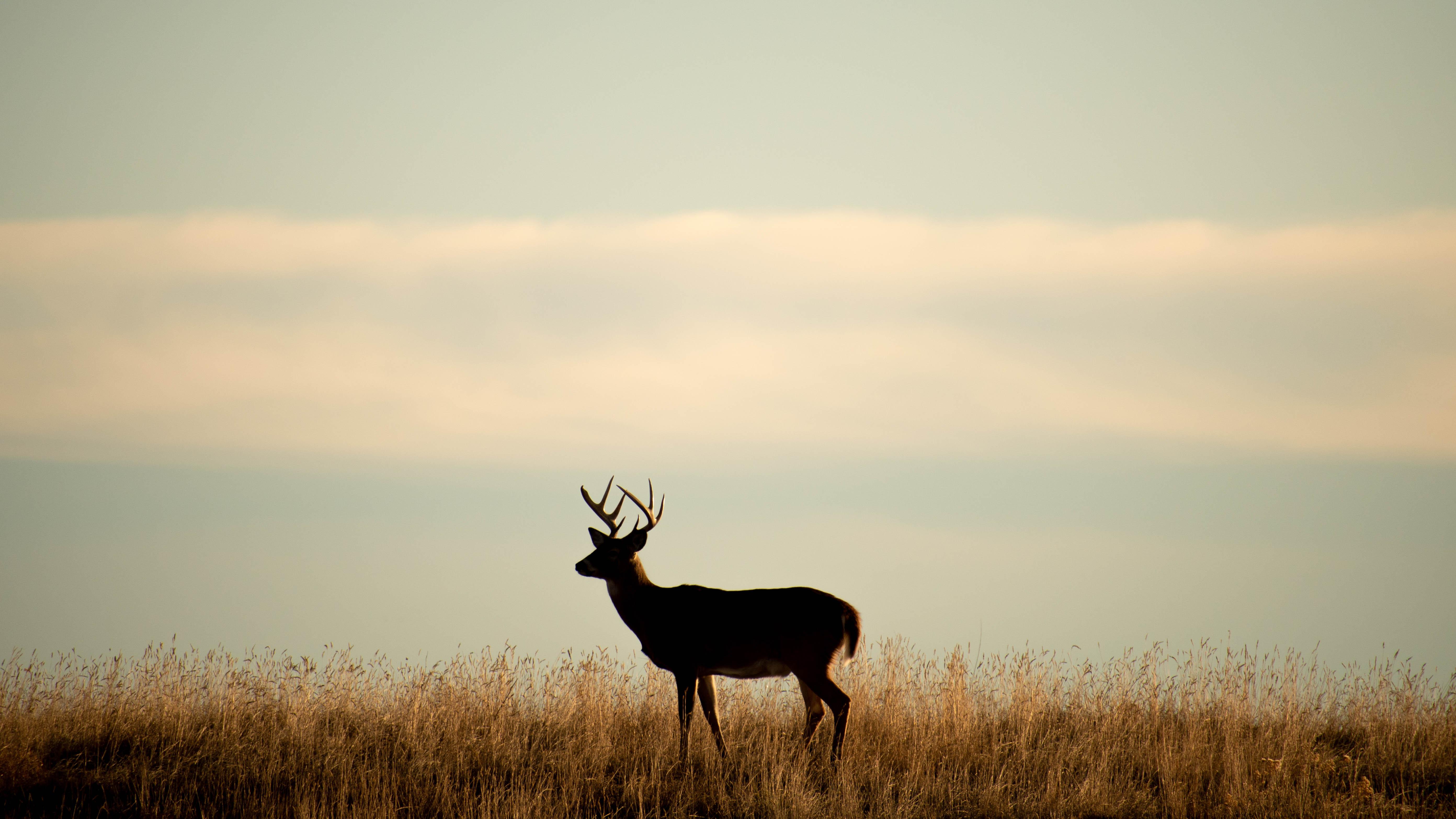 Deer 4k Wallpapers - Wallpaper Cave
