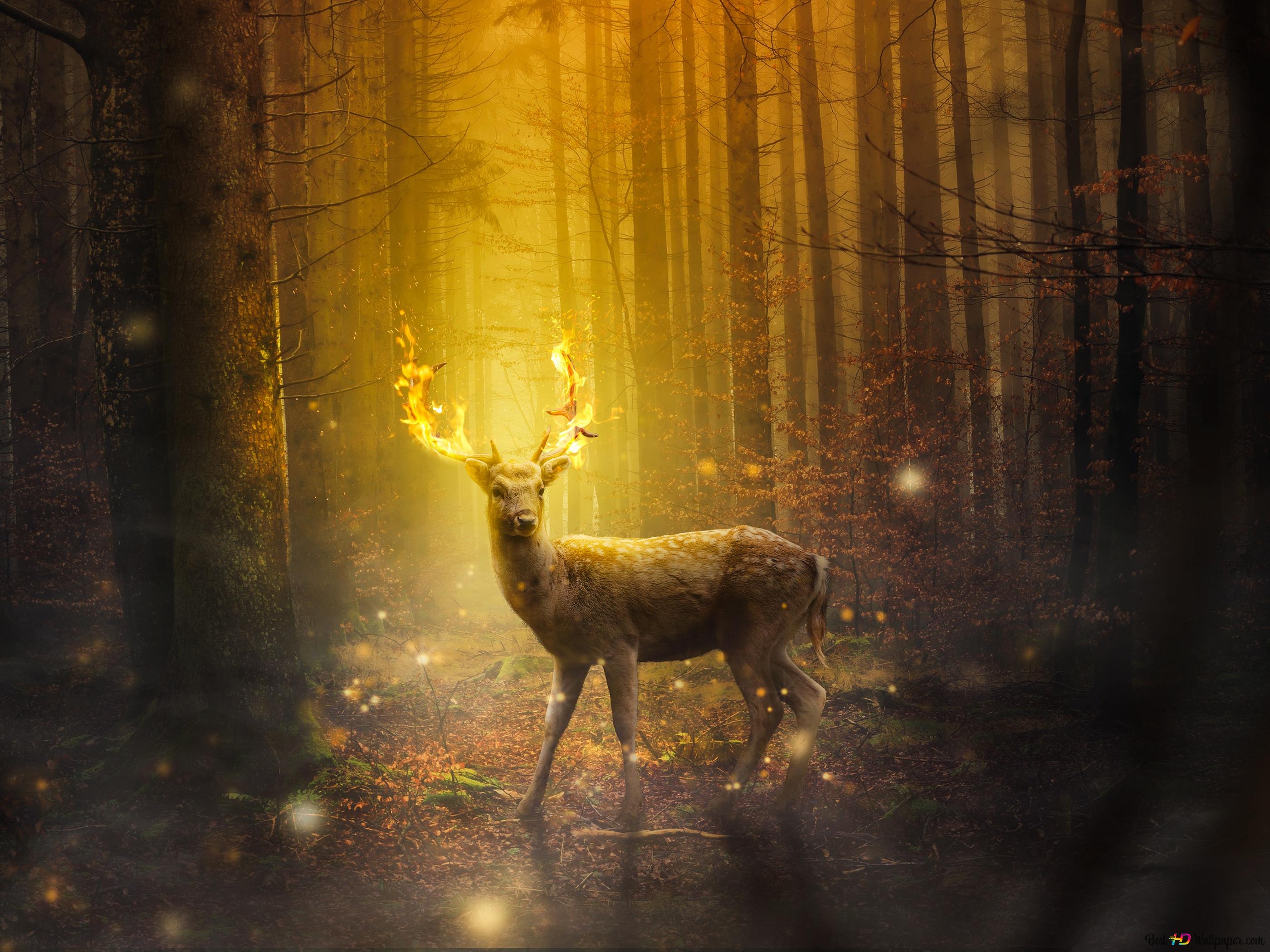 Deer 4k Wallpapers - Wallpaper Cave