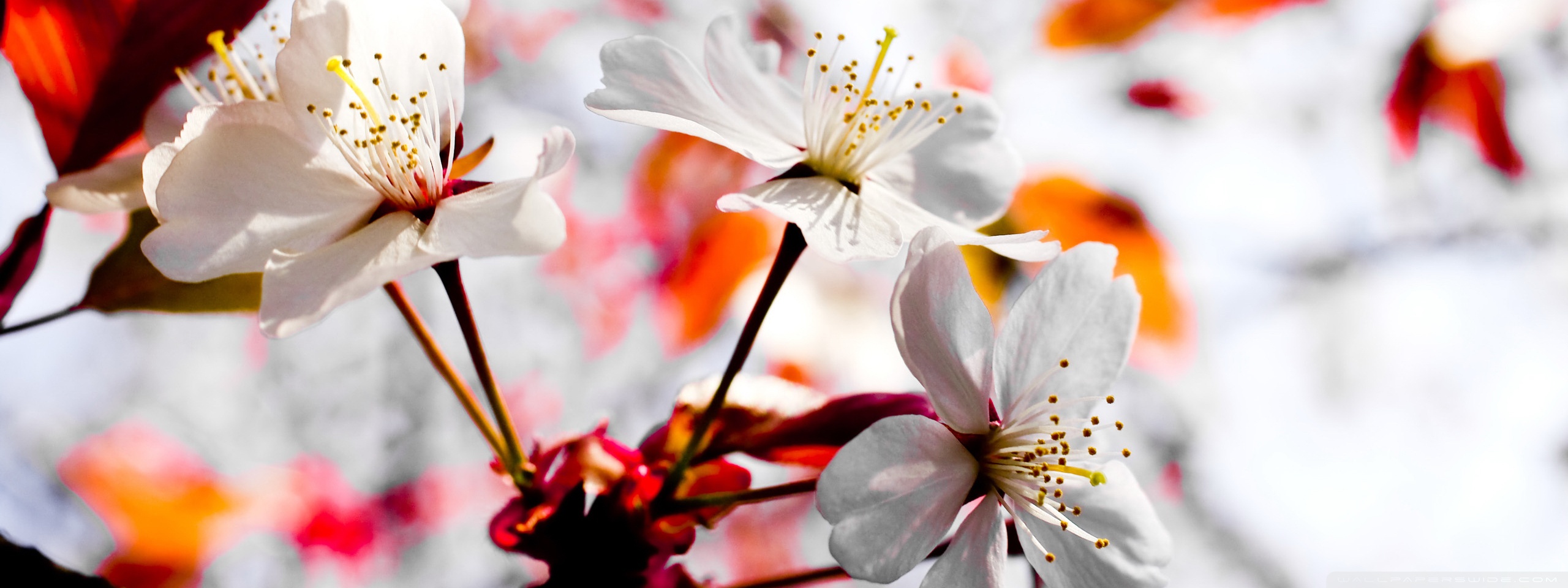 Cute Spring Scenes Wallpapers - Wallpaper Cave