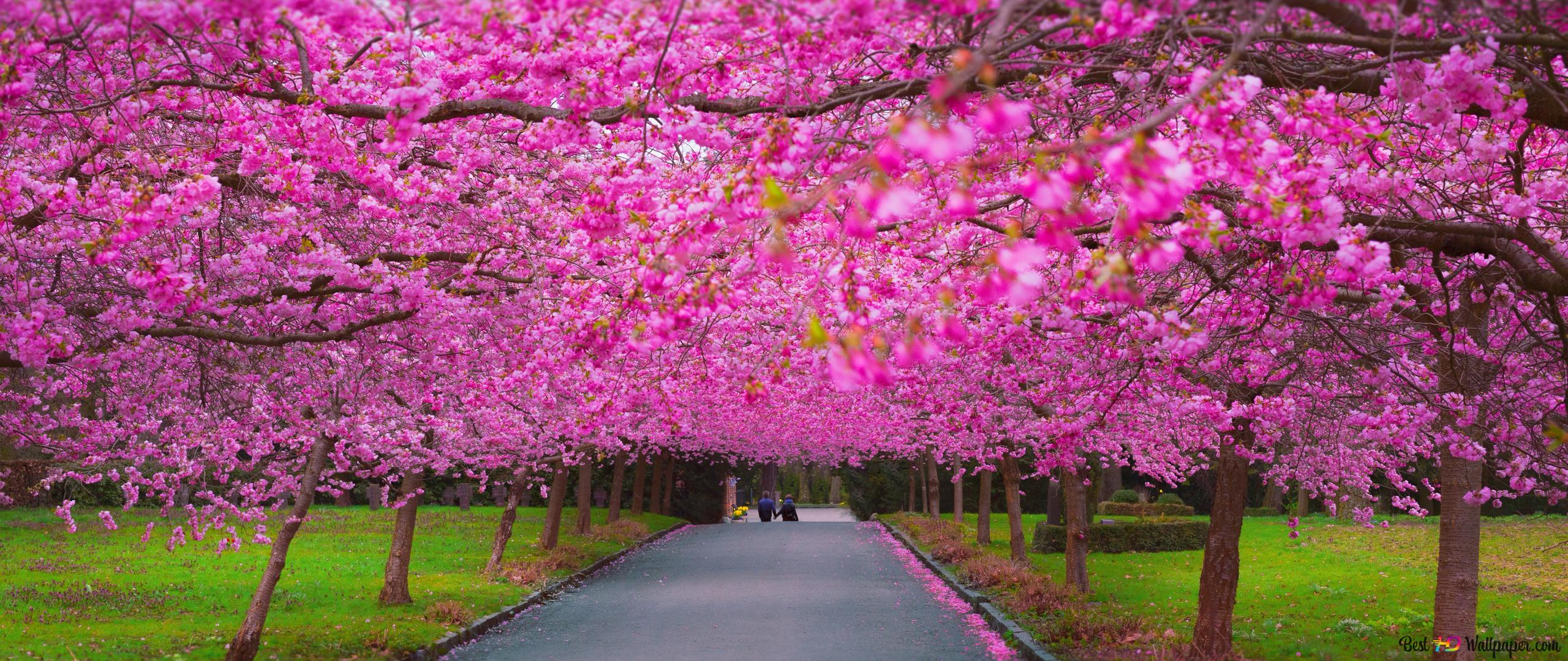 Ultrawide Spring Wallpapers - Wallpaper Cave