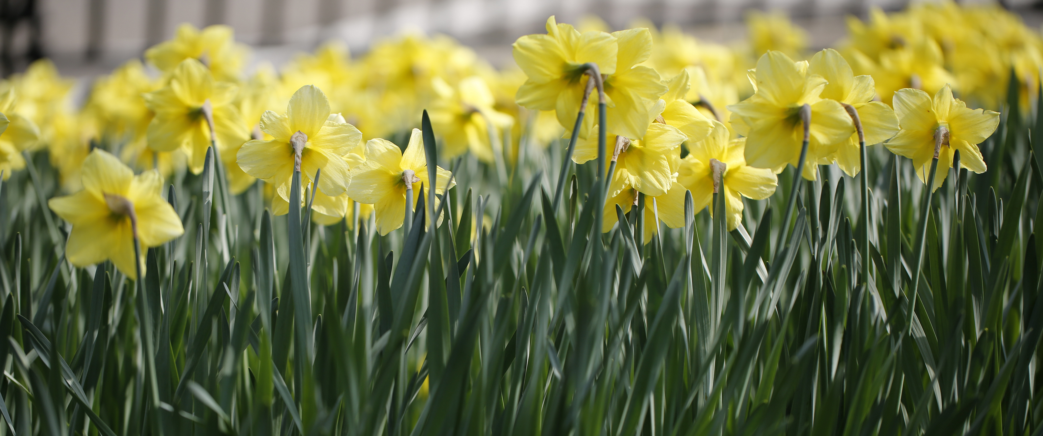 Ultrawide Spring Wallpapers - Wallpaper Cave