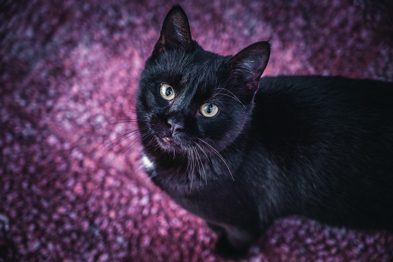 Black Cat Spring Wallpapers - Wallpaper Cave