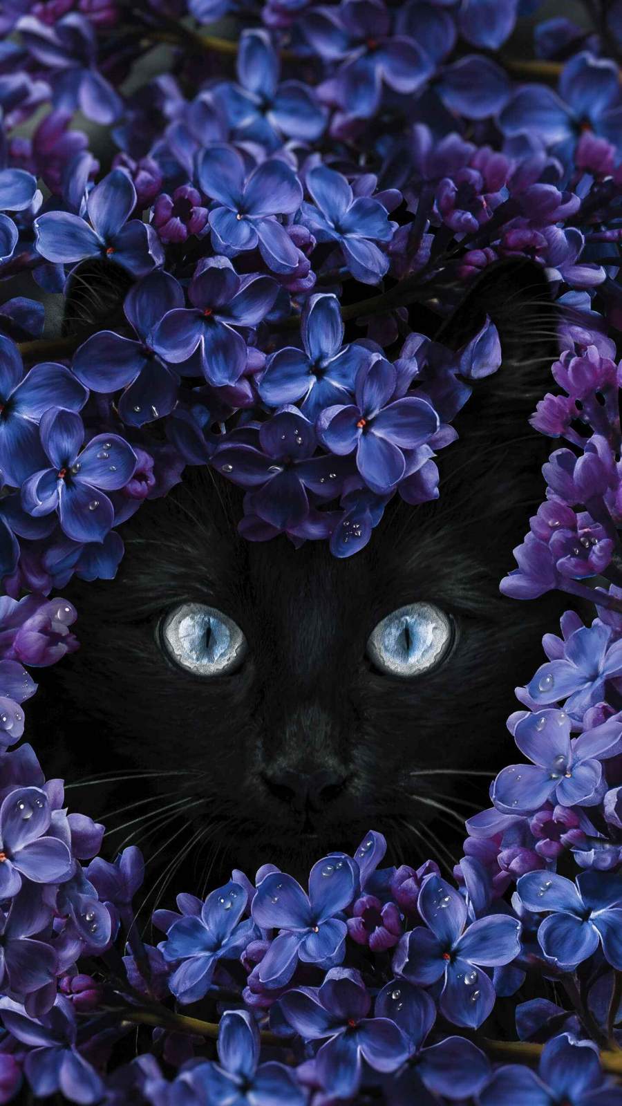 Black Cat Spring Wallpapers - Wallpaper Cave