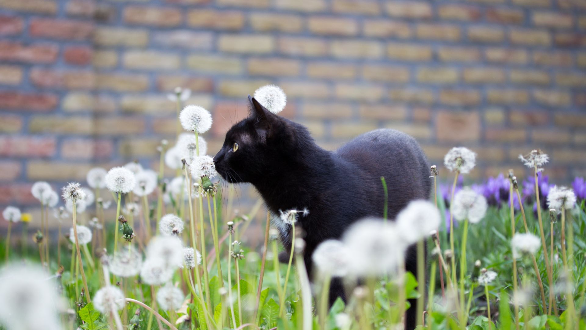 Black Cat Spring Wallpapers - Wallpaper Cave