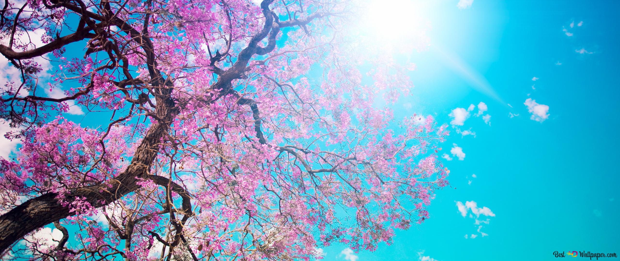 Ultrawide Spring Wallpapers - Wallpaper Cave