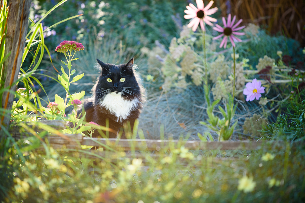 Black Cat Spring Wallpapers - Wallpaper Cave