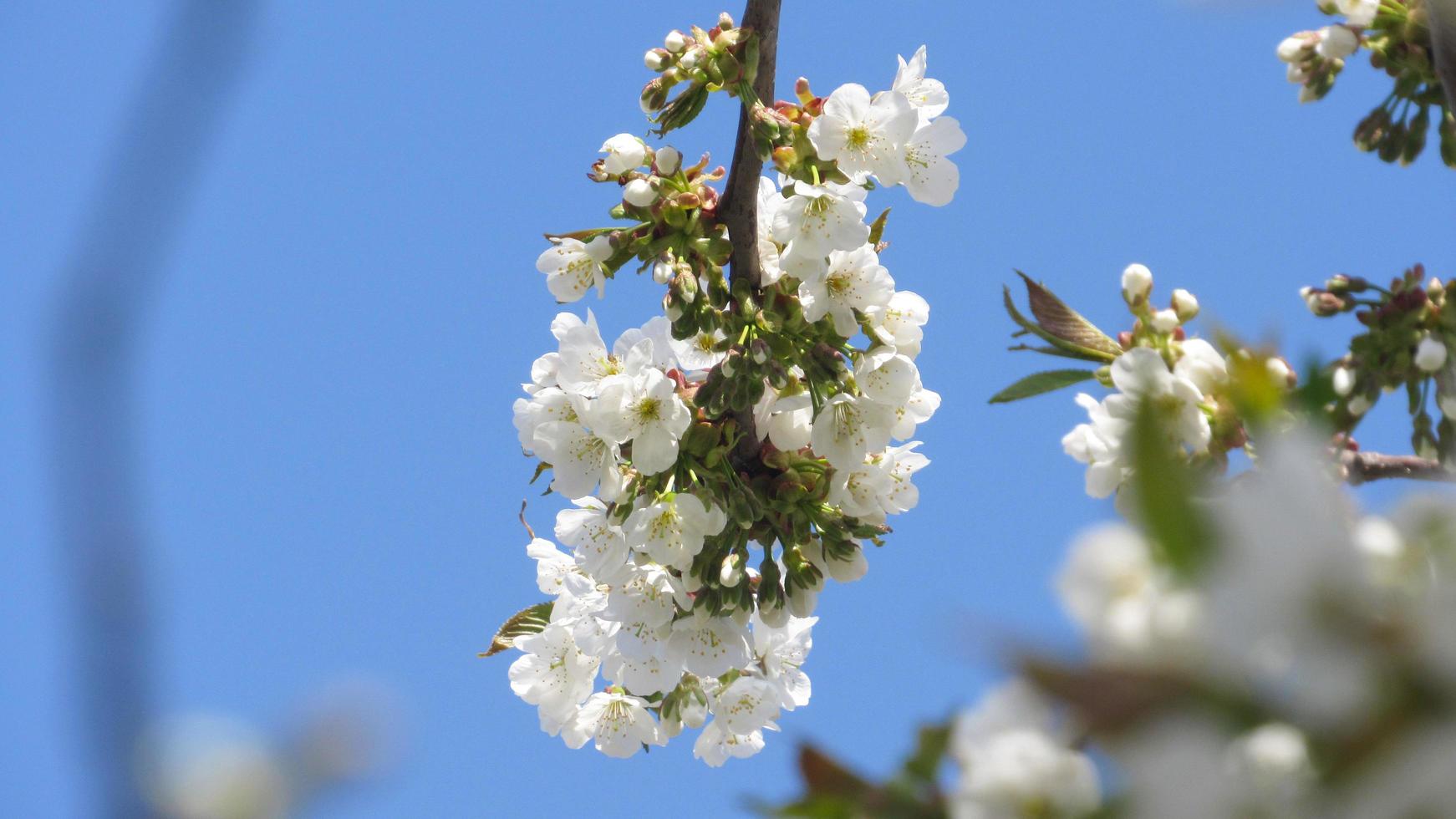 Ultrawide Spring Wallpapers - Wallpaper Cave