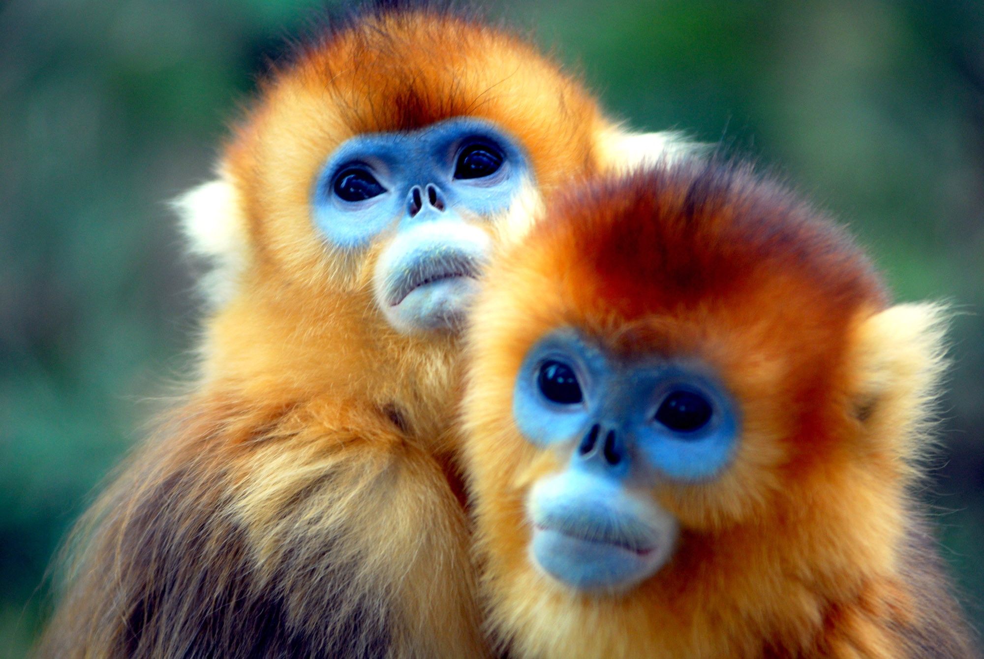 Blue Monkey Wallpapers - Wallpaper Cave