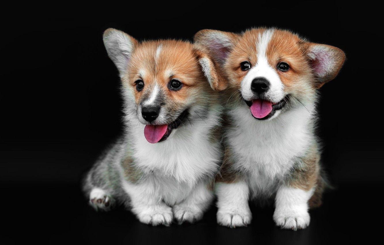 Two Puppies Wallpapers - Wallpaper Cave