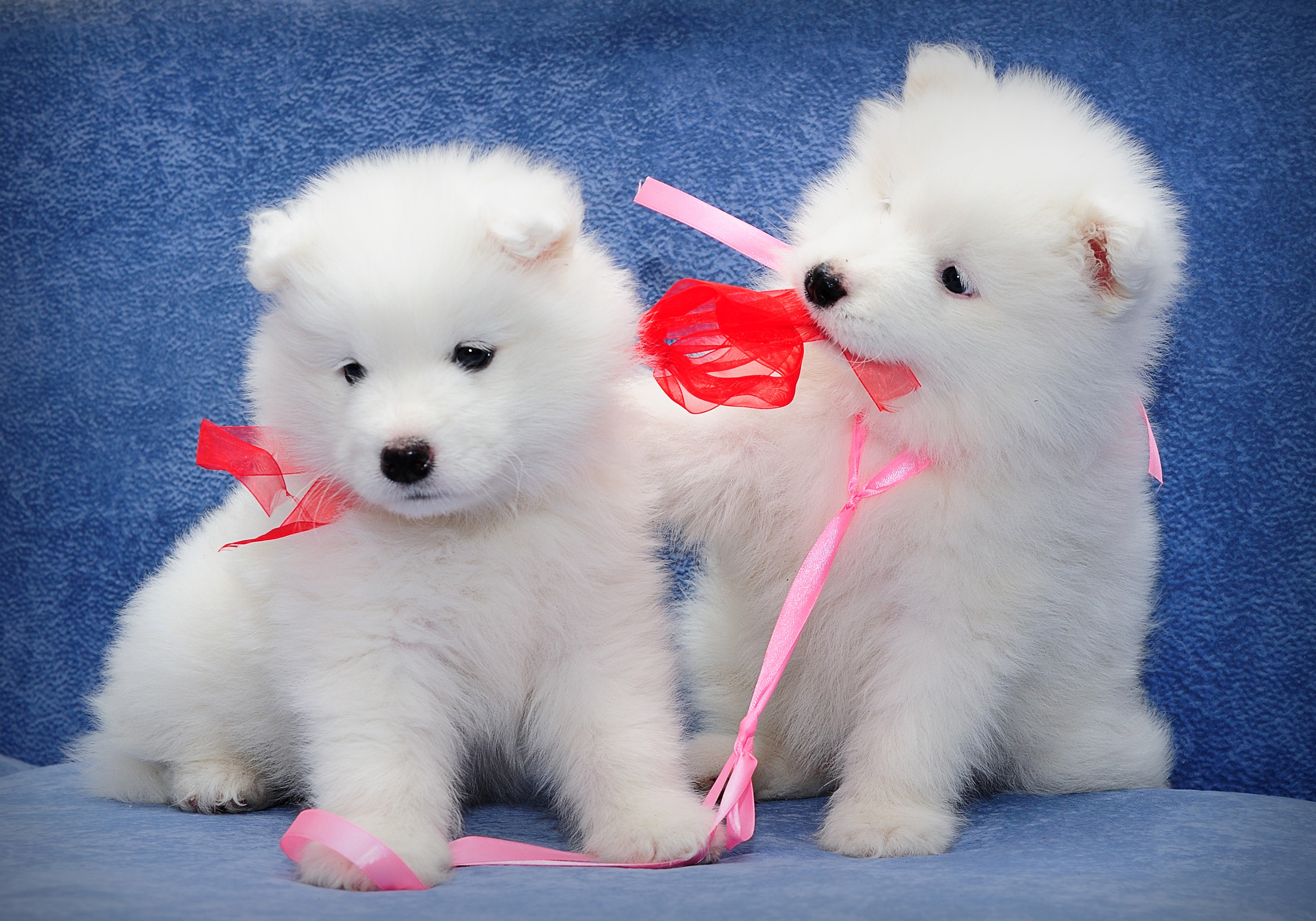 Two Puppies Wallpapers - Wallpaper Cave