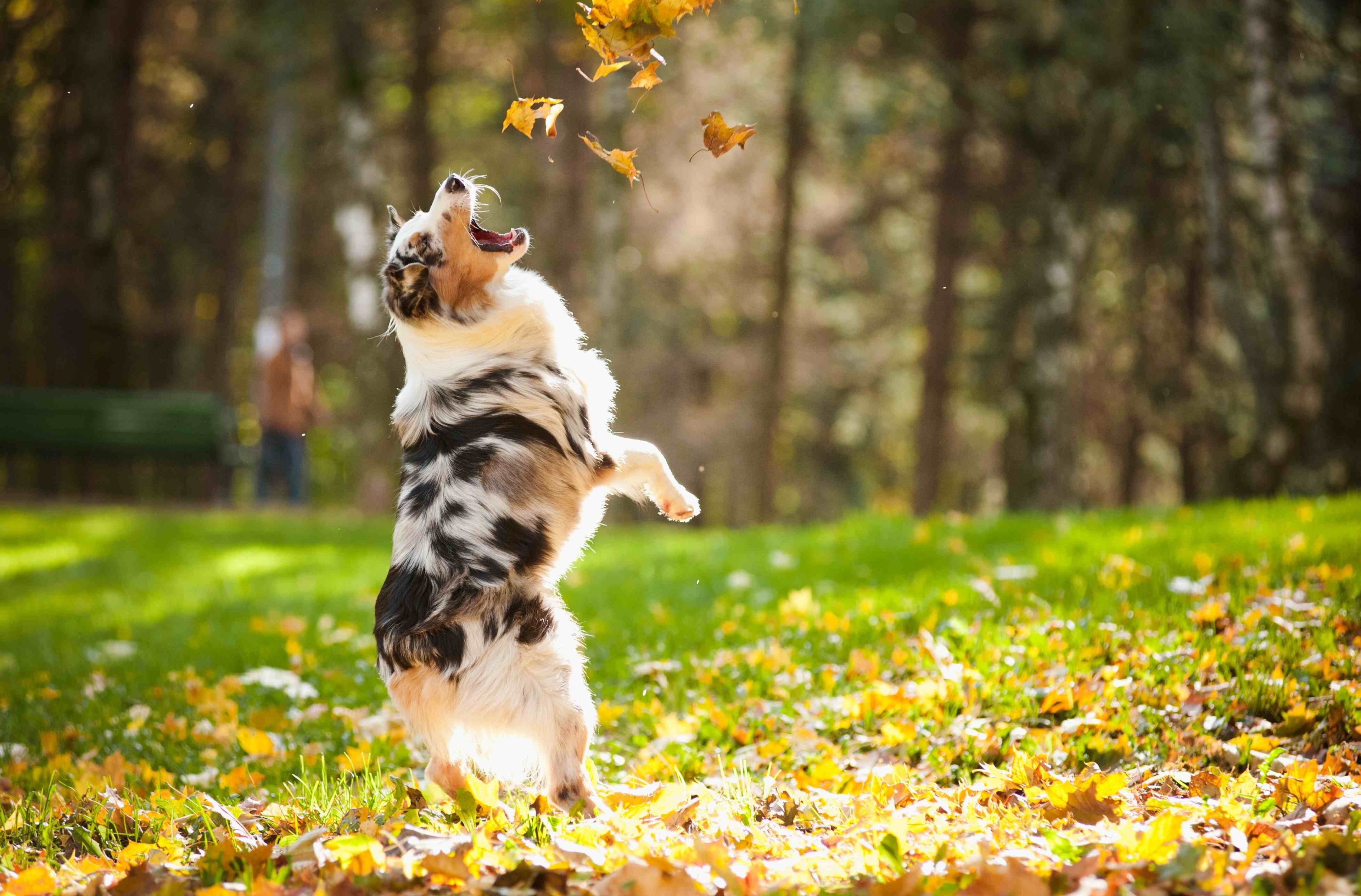 Dog 4k Desktop Wallpapers - Wallpaper Cave