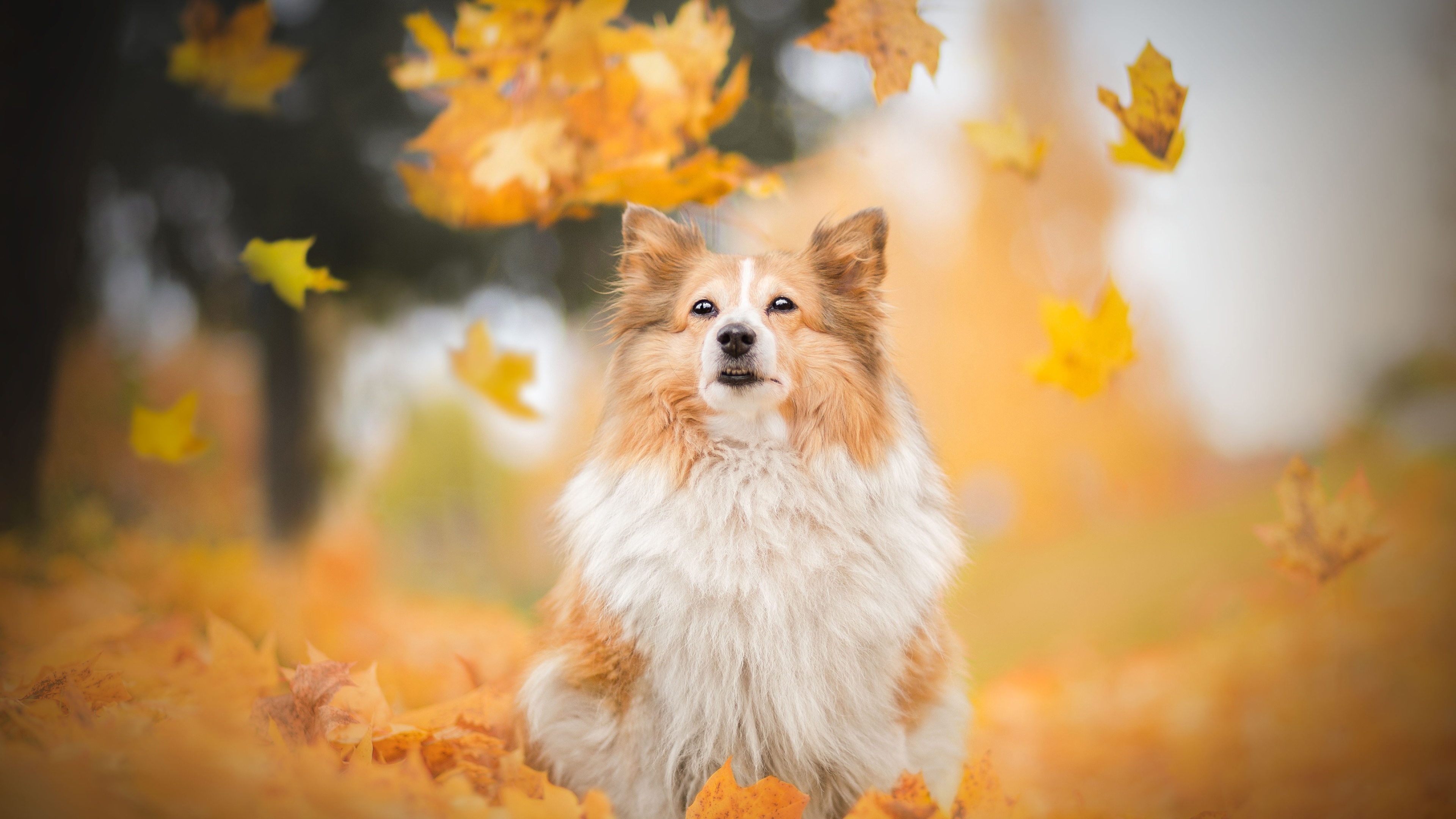 Dog 4k Desktop Wallpapers - Wallpaper Cave