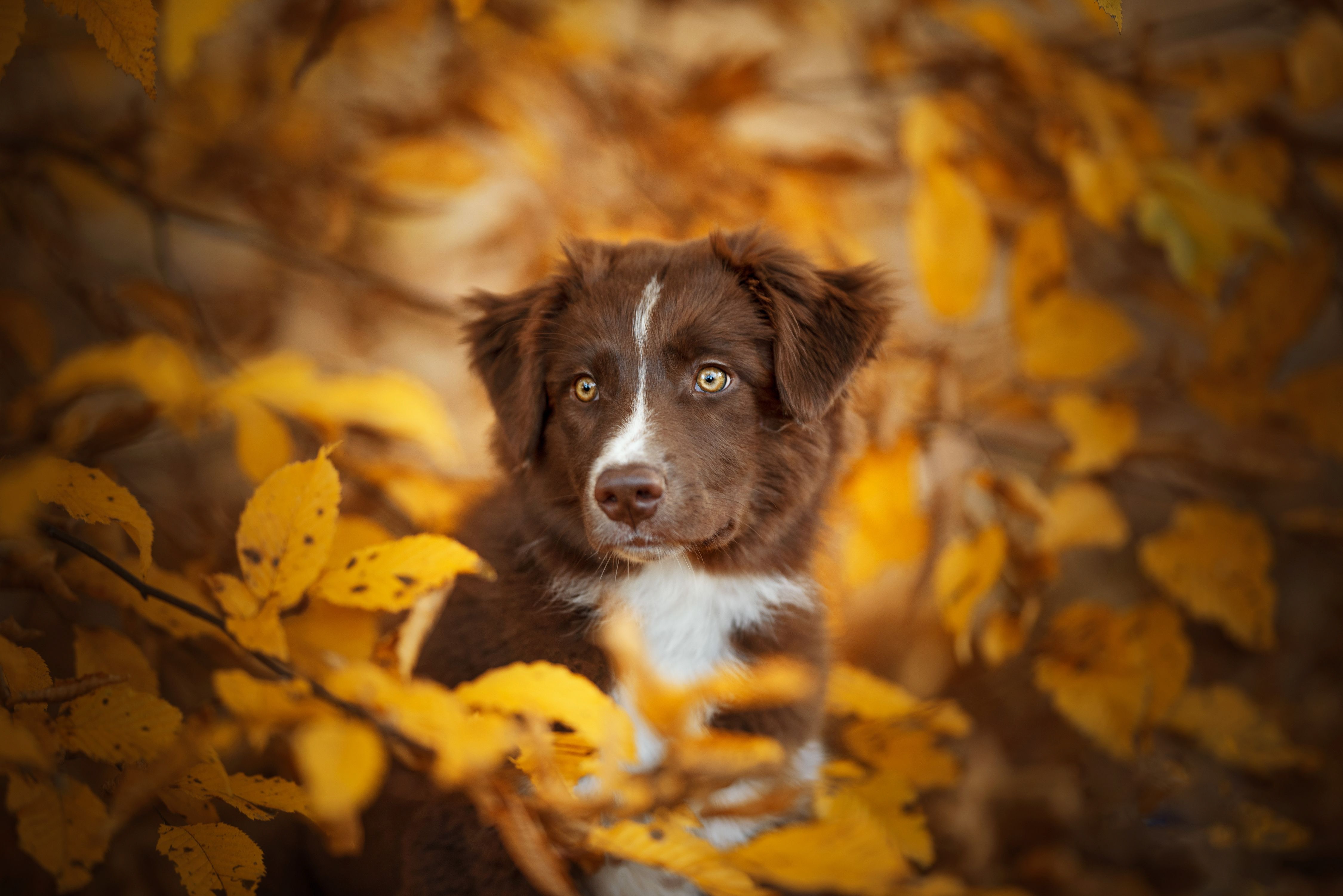 Dog 4k Desktop Wallpapers - Wallpaper Cave