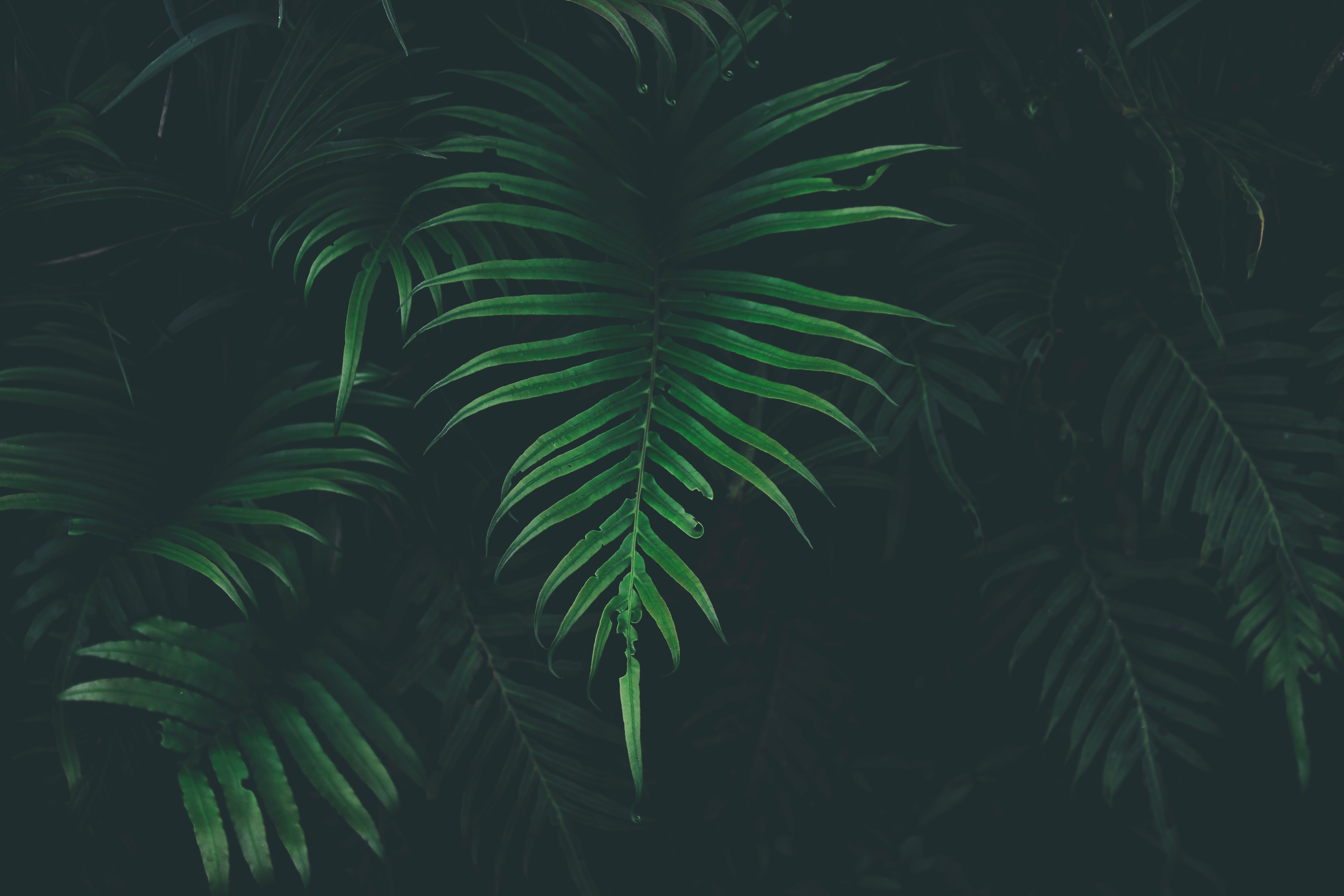 Dark Plant Desktop Wallpapers - Wallpaper Cave