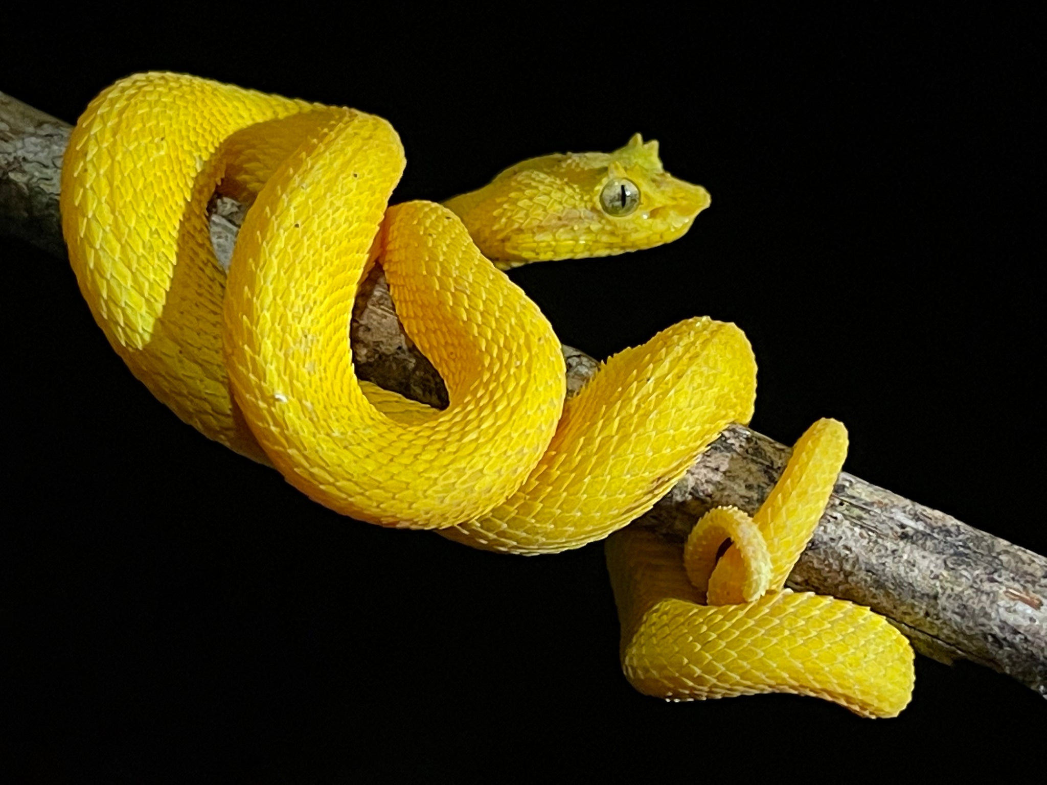 Eyelash Viper Wallpapers - Wallpaper Cave