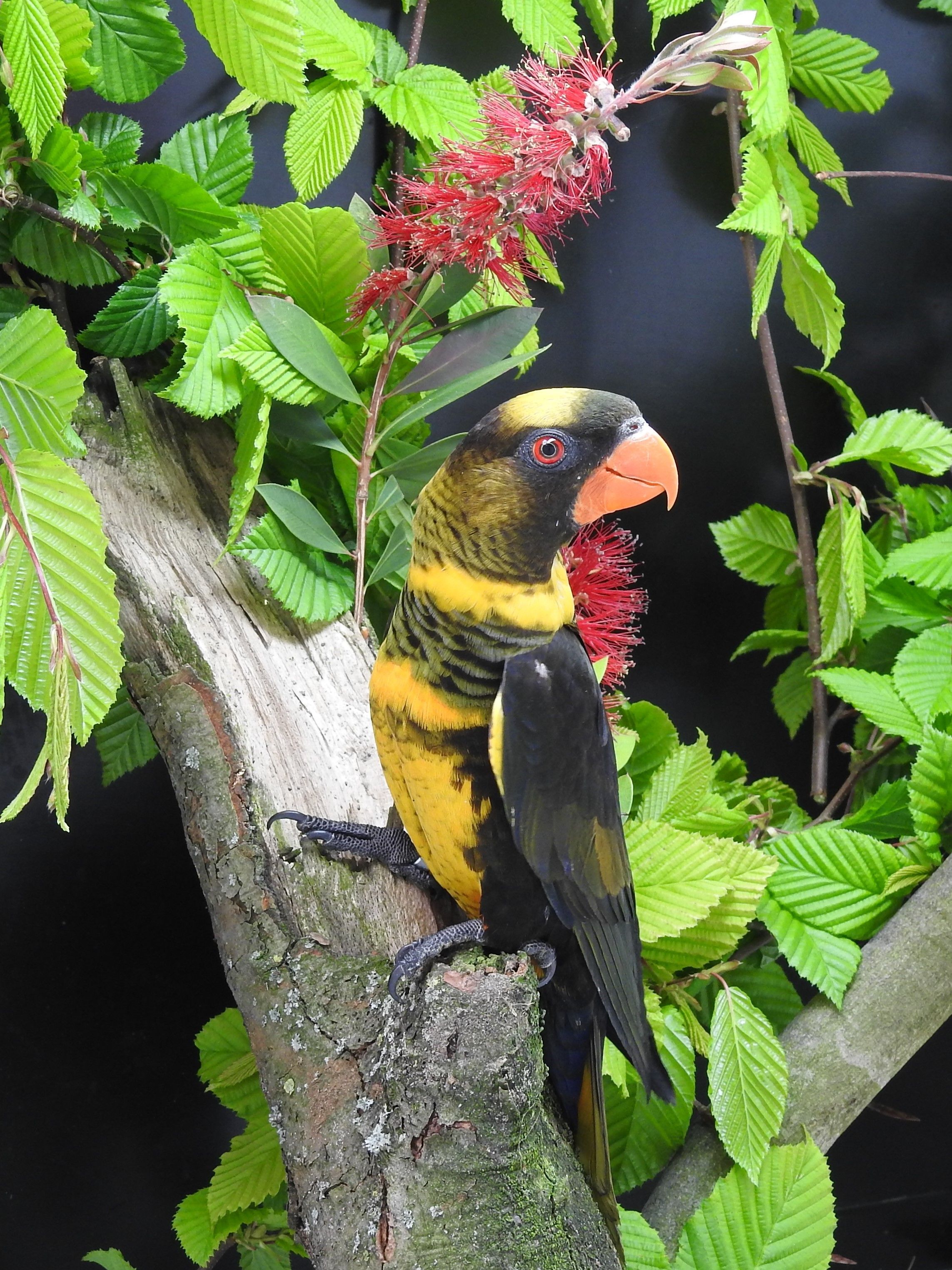 Dusky Lory Bird Wallpapers - Wallpaper Cave