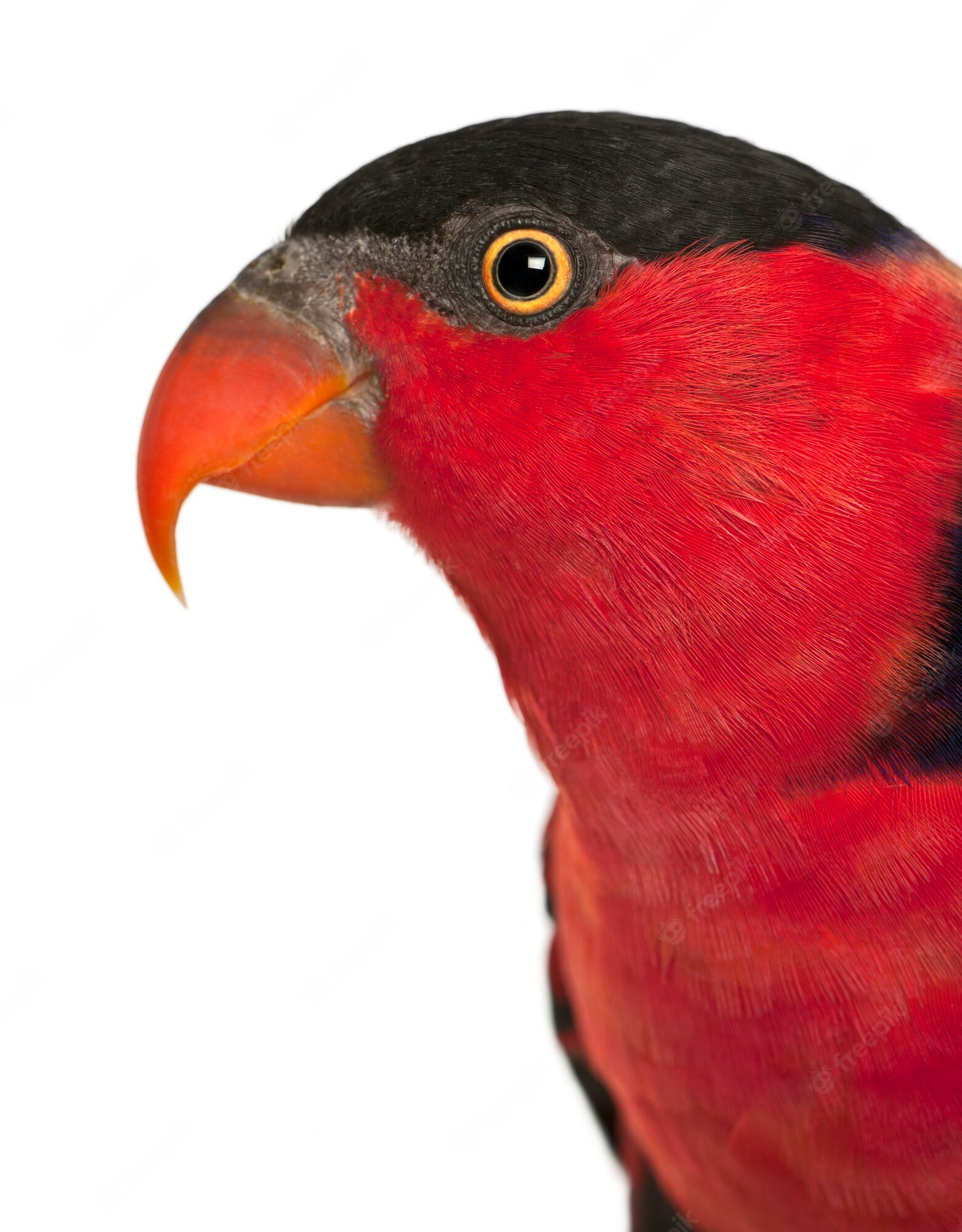 Black Capped Lory Bird Wallpapers - Wallpaper Cave