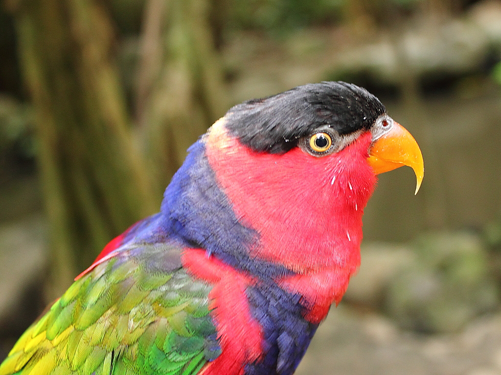 Black Capped Lory Bird Wallpapers - Wallpaper Cave