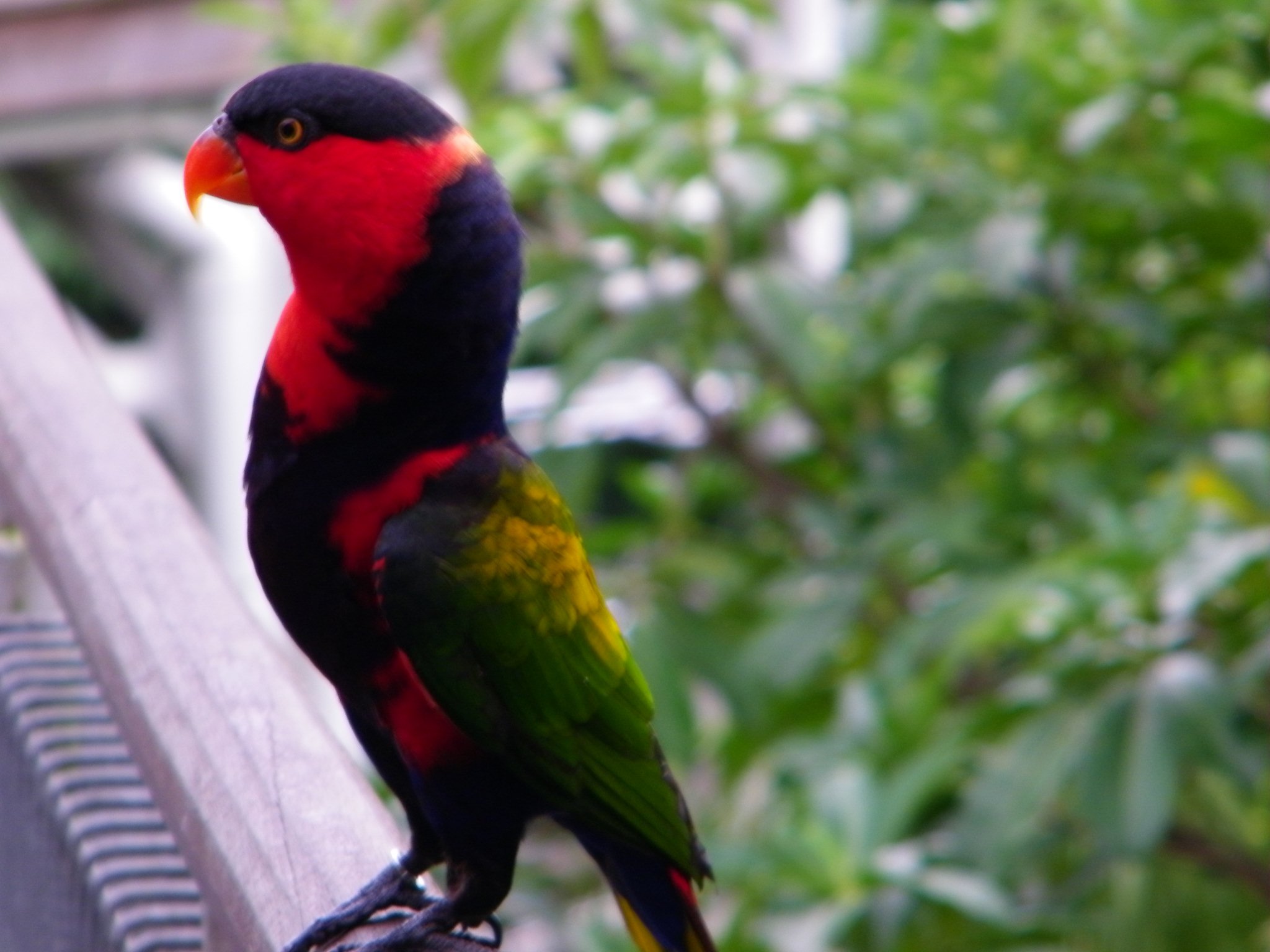 Black Capped Lory Bird Wallpapers - Wallpaper Cave