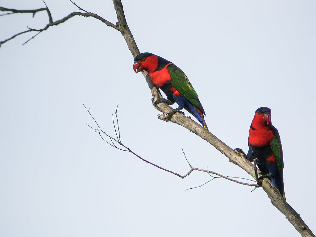 Black Capped Lory Bird Wallpapers - Wallpaper Cave