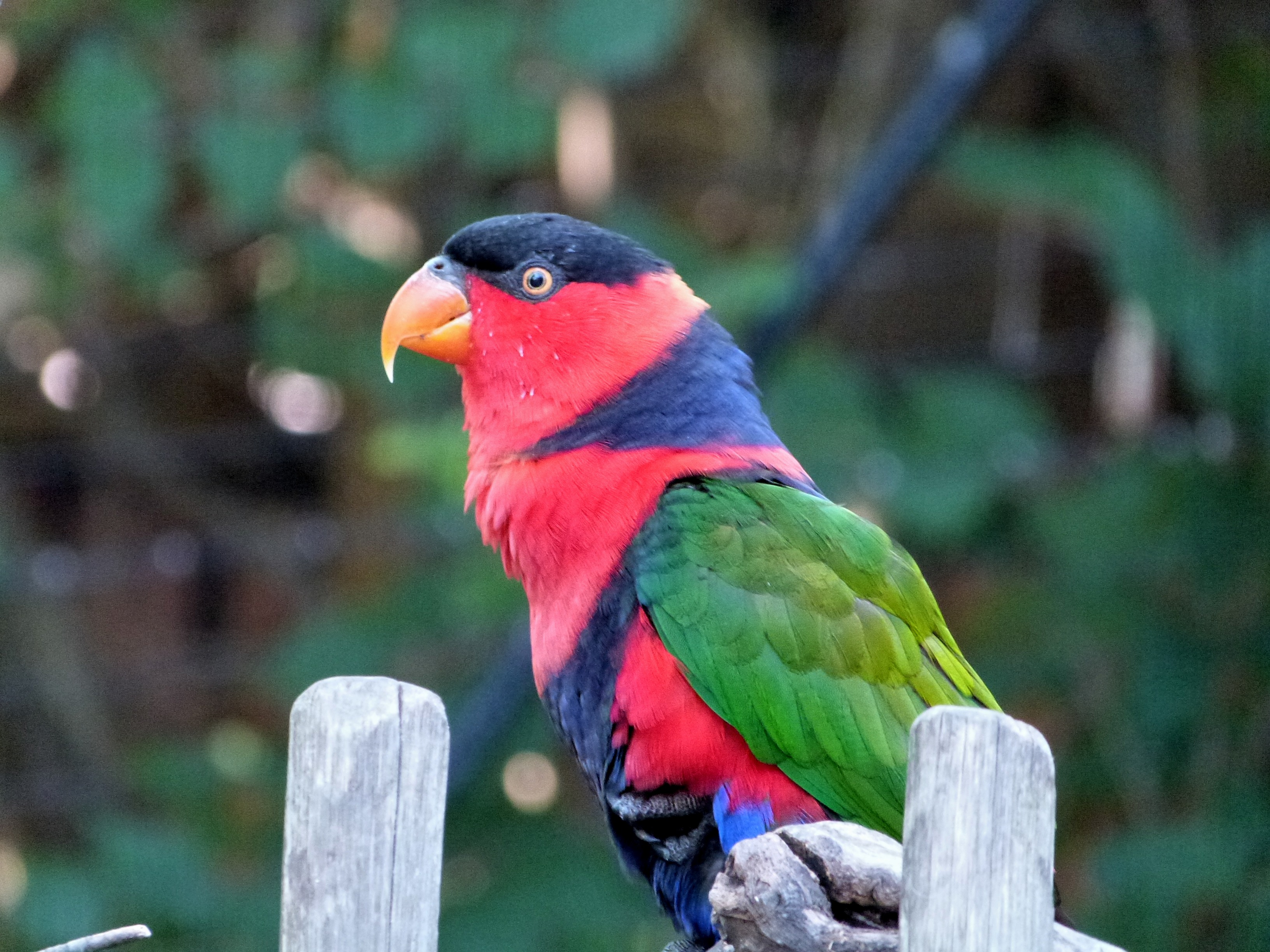 Black Capped Lory Bird Wallpapers - Wallpaper Cave