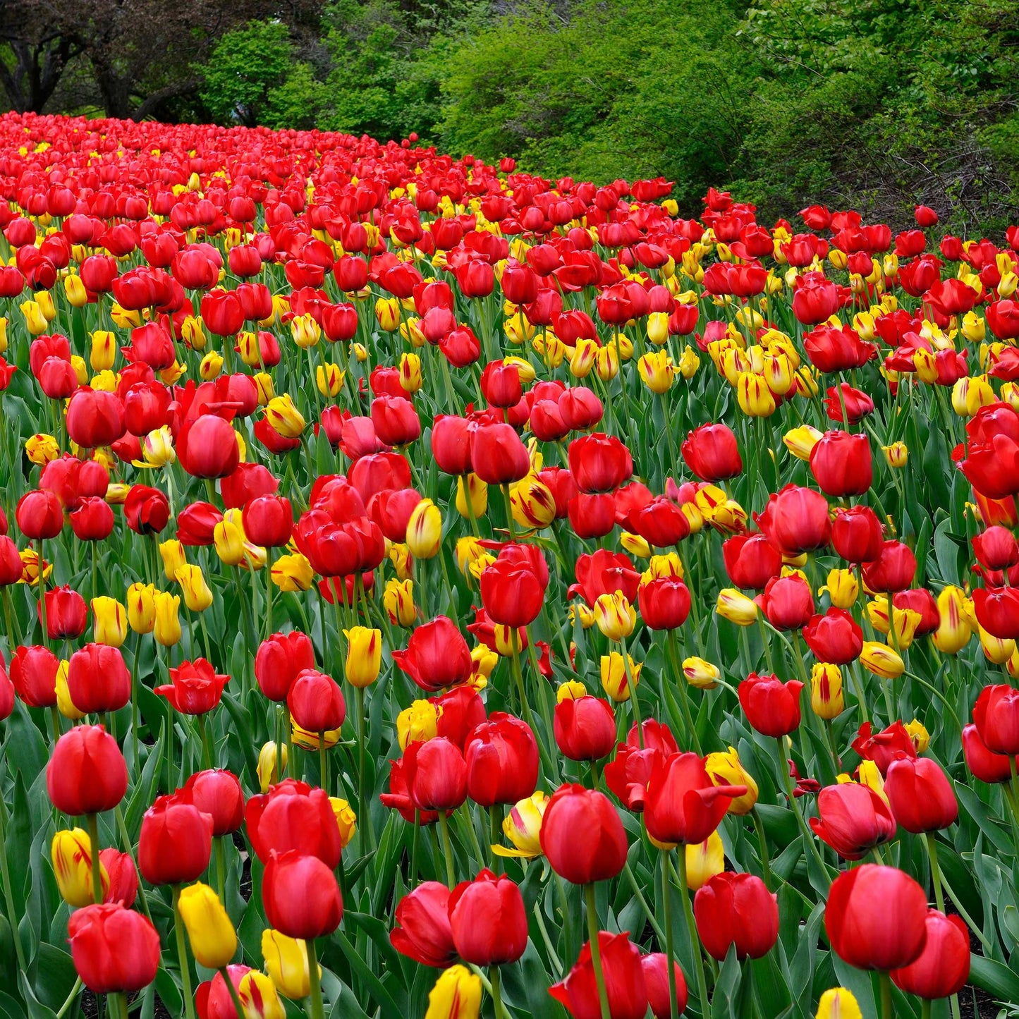 Spring Bulb Wallpapers - Wallpaper Cave