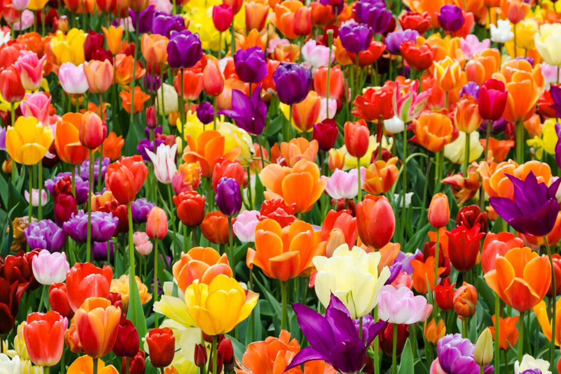 Spring Bulb Wallpapers - Wallpaper Cave