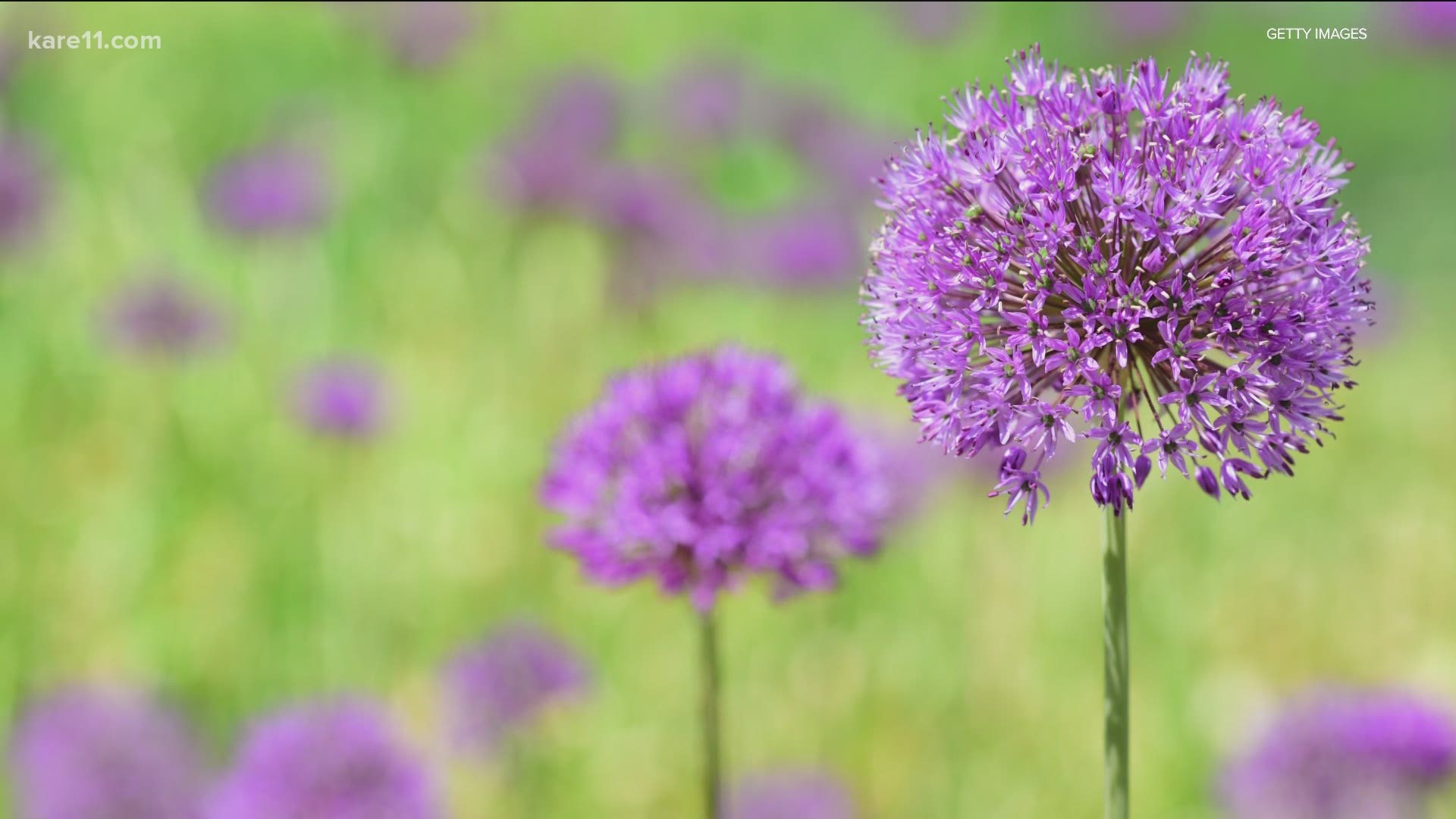 Spring Bulb Wallpapers - Wallpaper Cave