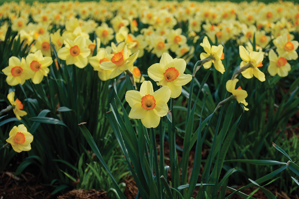 Spring Bulb Wallpapers - Wallpaper Cave