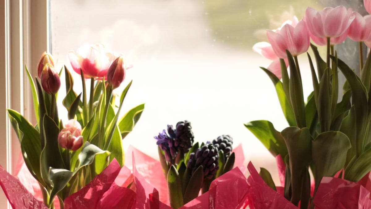 Spring Bulb Wallpapers - Wallpaper Cave