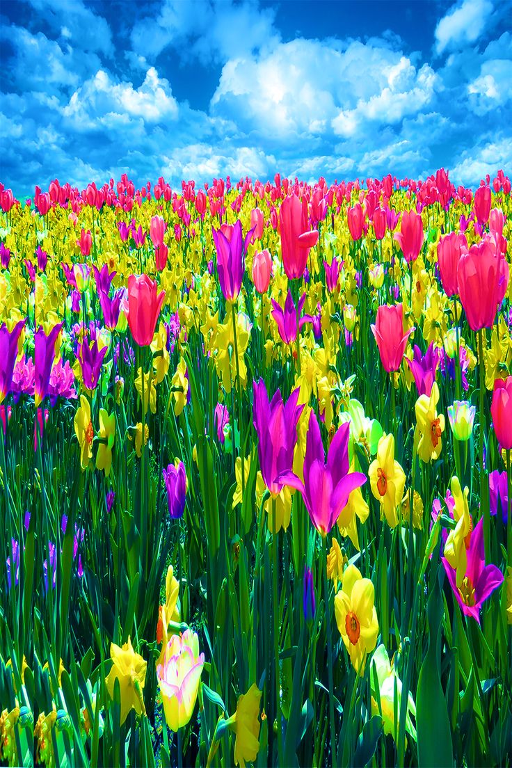 Spring Bulb Wallpapers - Wallpaper Cave