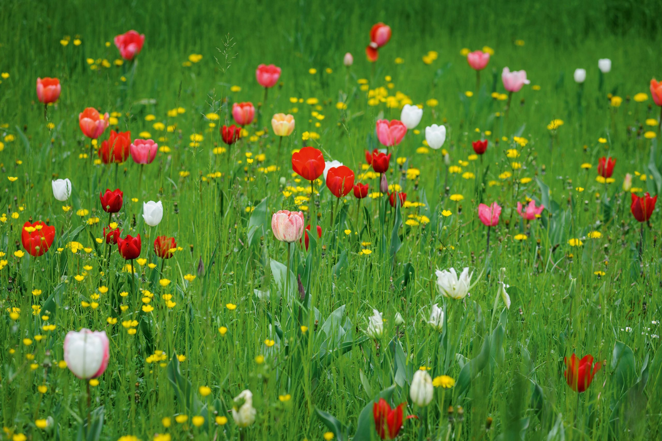 Spring Bulb Wallpapers - Wallpaper Cave