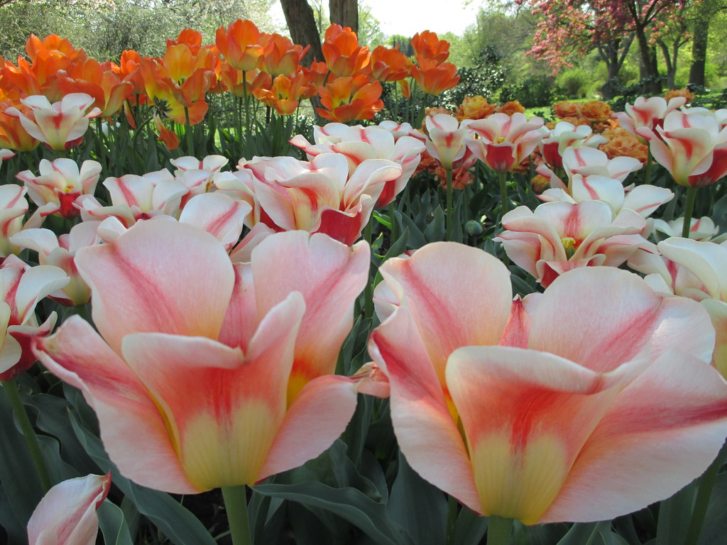 Spring Bulb Wallpapers - Wallpaper Cave