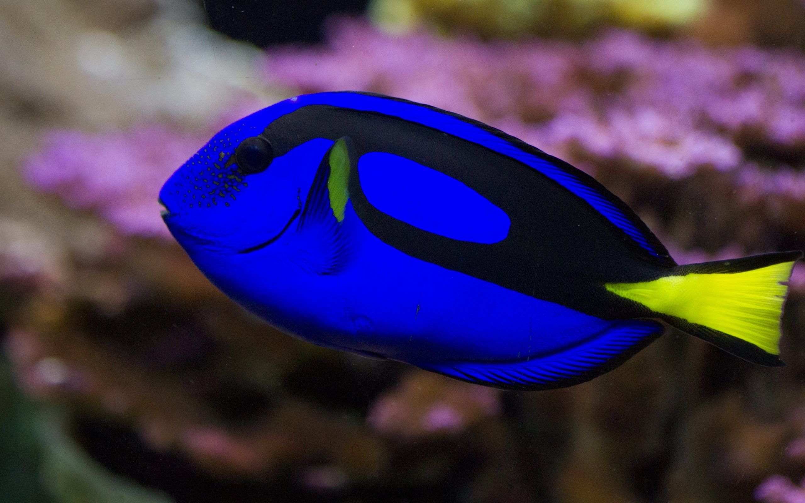 Blue Tang Wallpapers - Wallpaper Cave