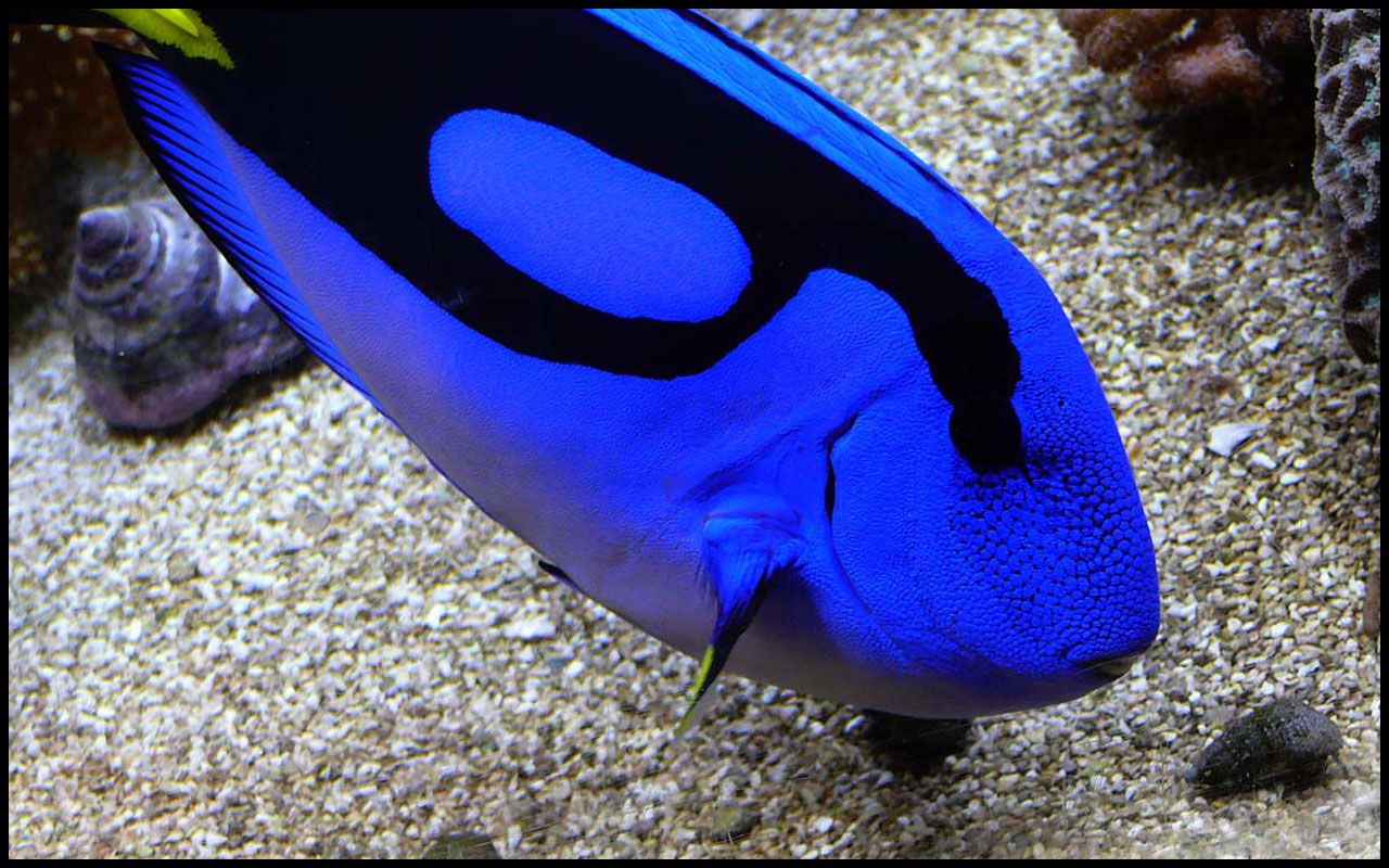 Blue Tang Wallpapers - Wallpaper Cave