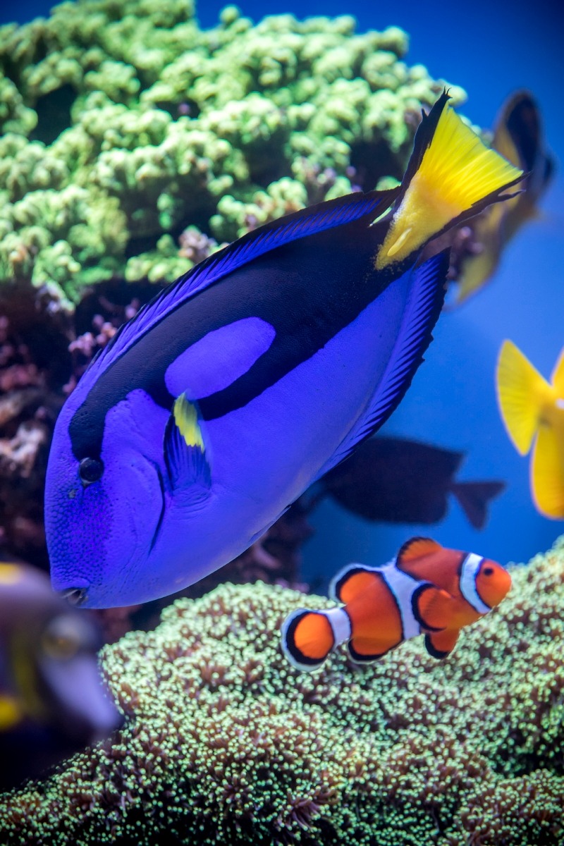 Blue Tang Wallpapers - Wallpaper Cave