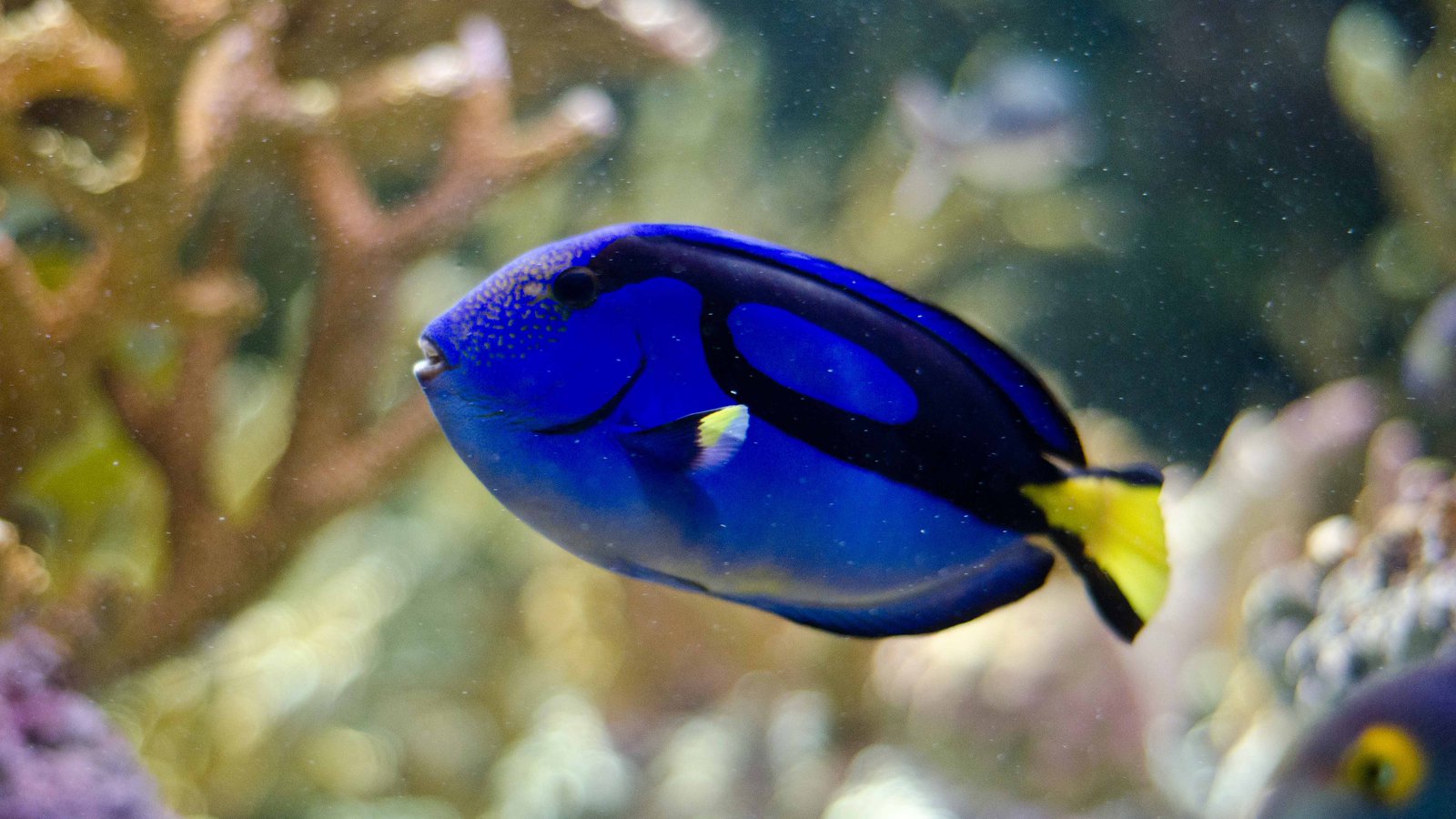 Blue Tang Wallpapers - Wallpaper Cave