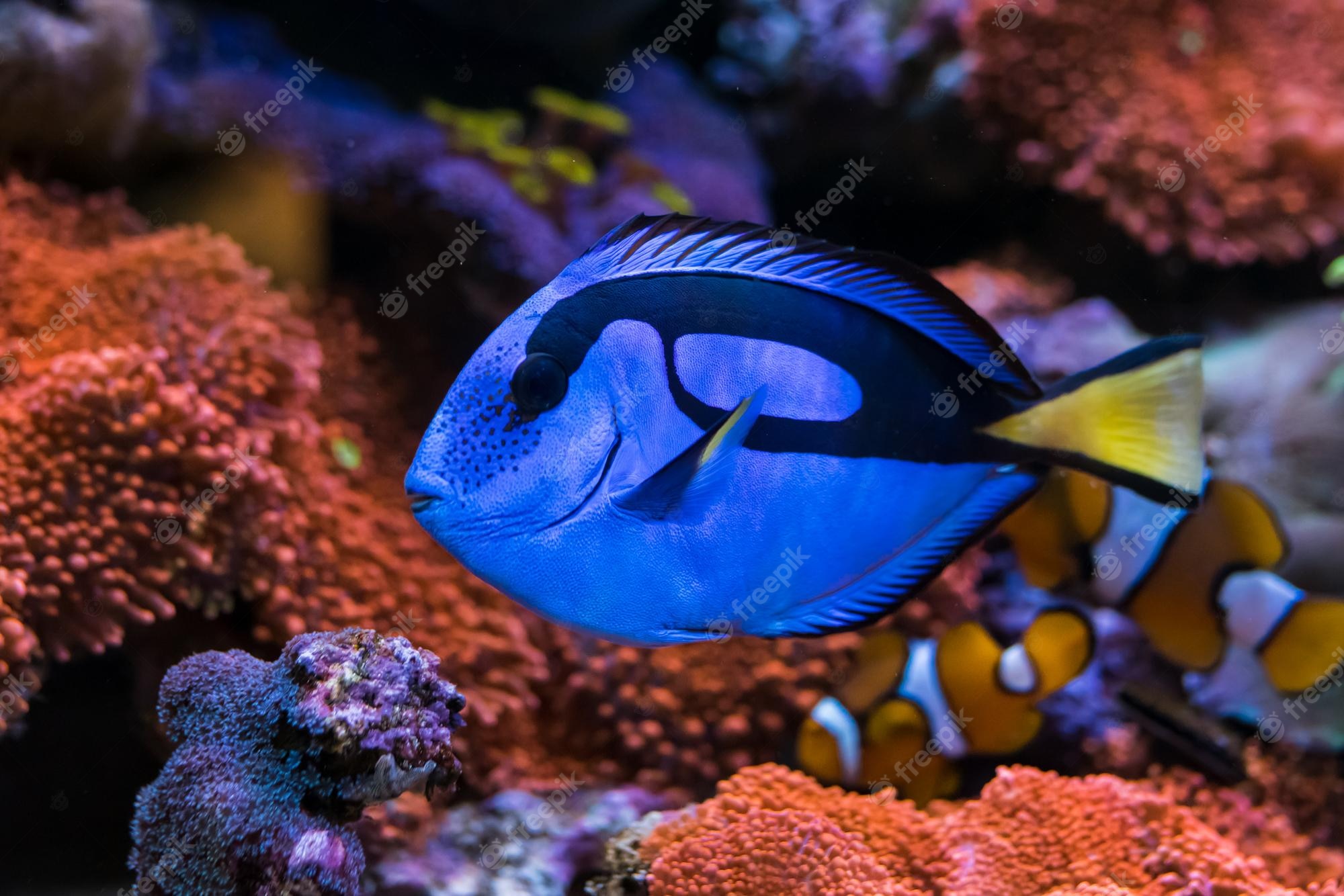 Blue Tang Wallpapers - Wallpaper Cave
