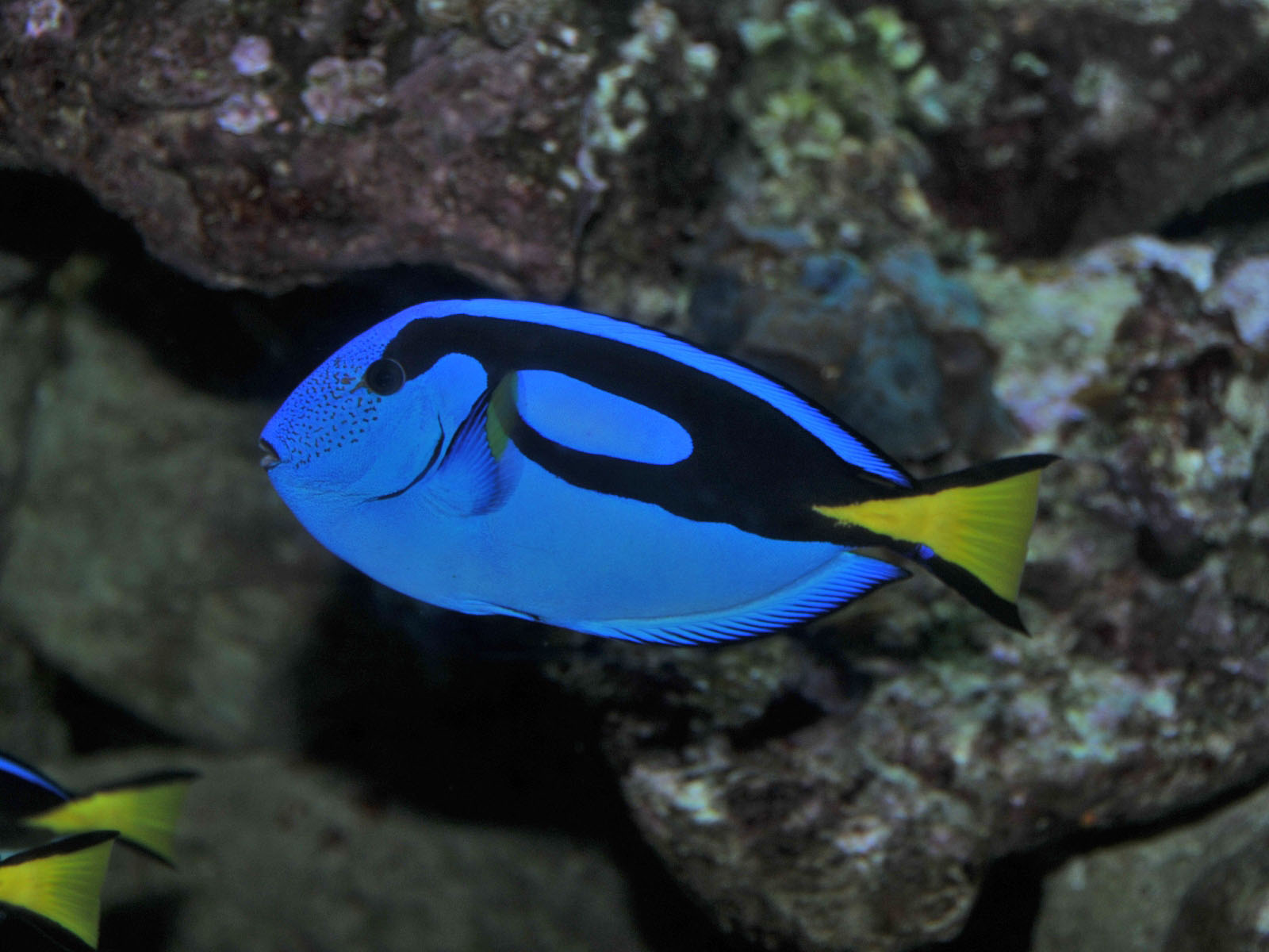 Blue Tang Wallpapers - Wallpaper Cave