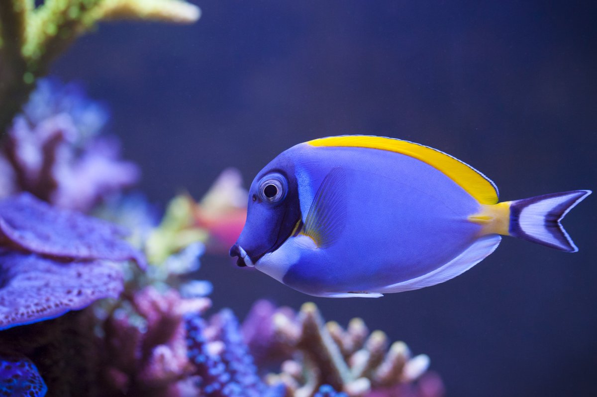 Blue Tang Wallpapers - Wallpaper Cave