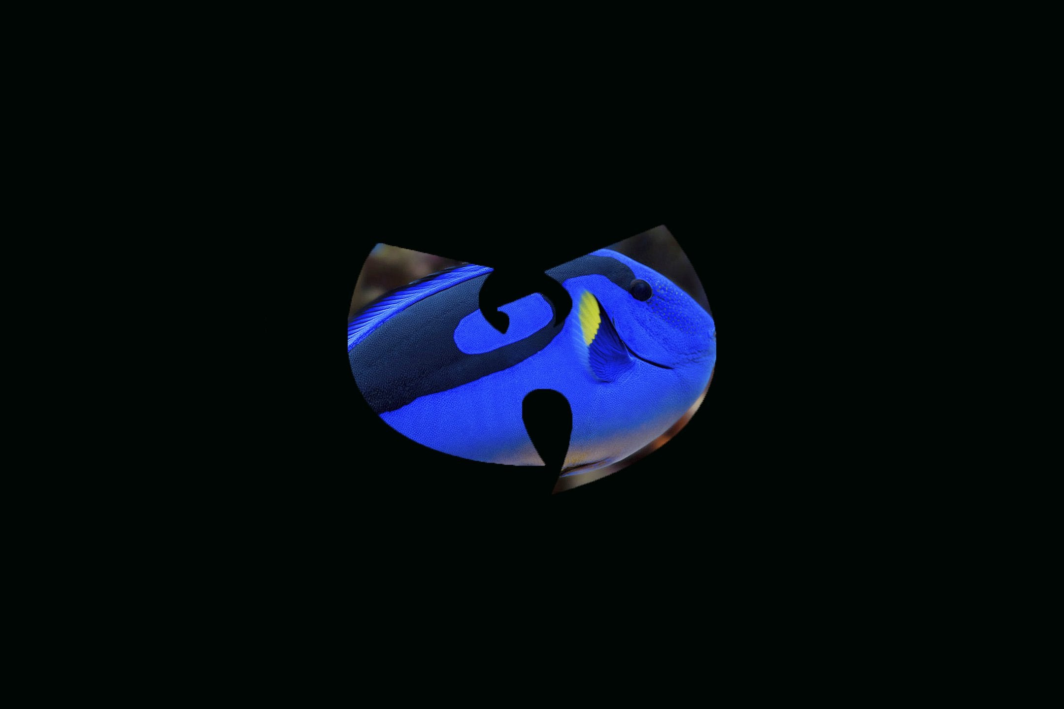 Blue Tang Wallpapers - Wallpaper Cave