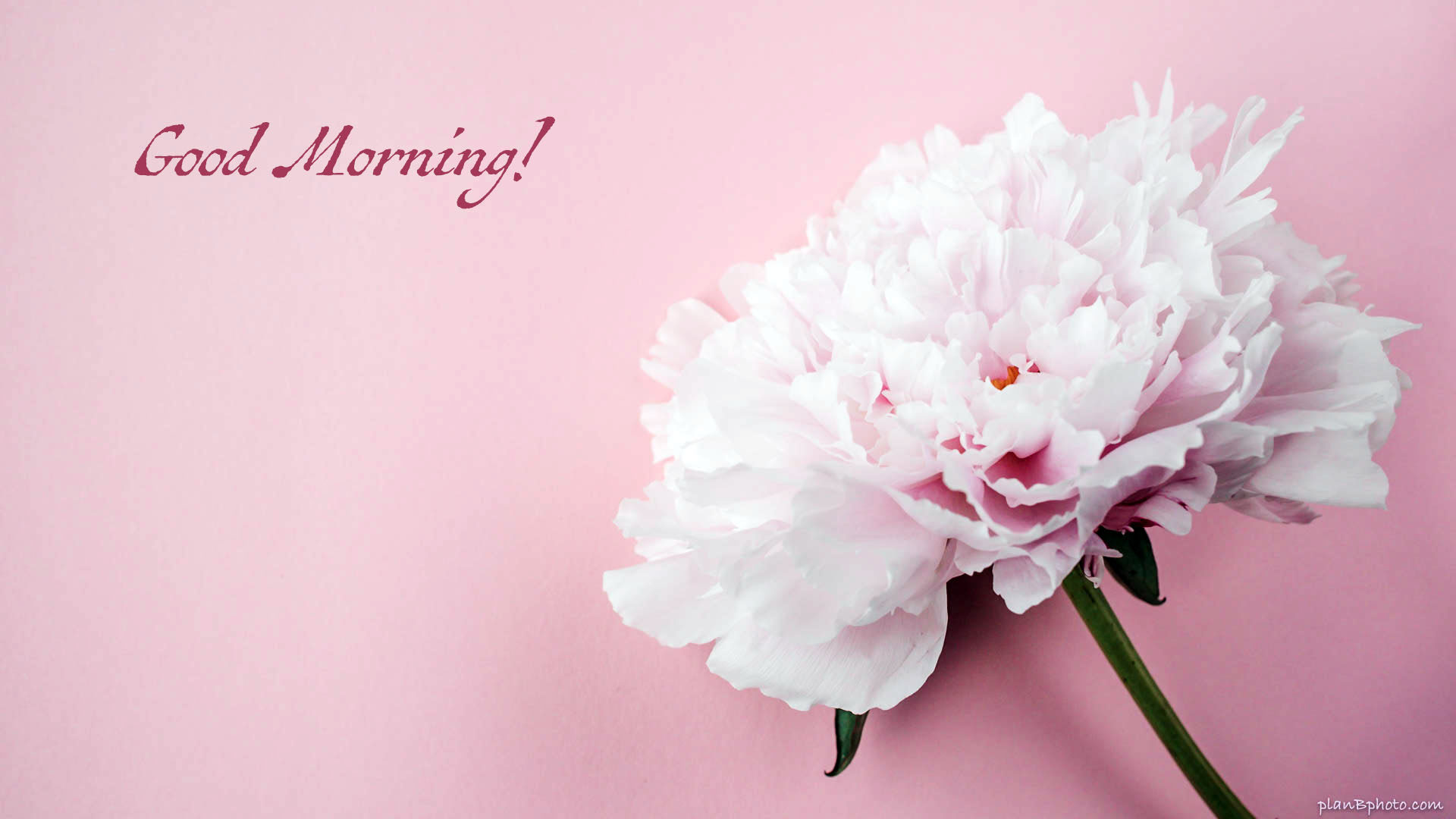 Pink Morning Wallpapers - Wallpaper Cave