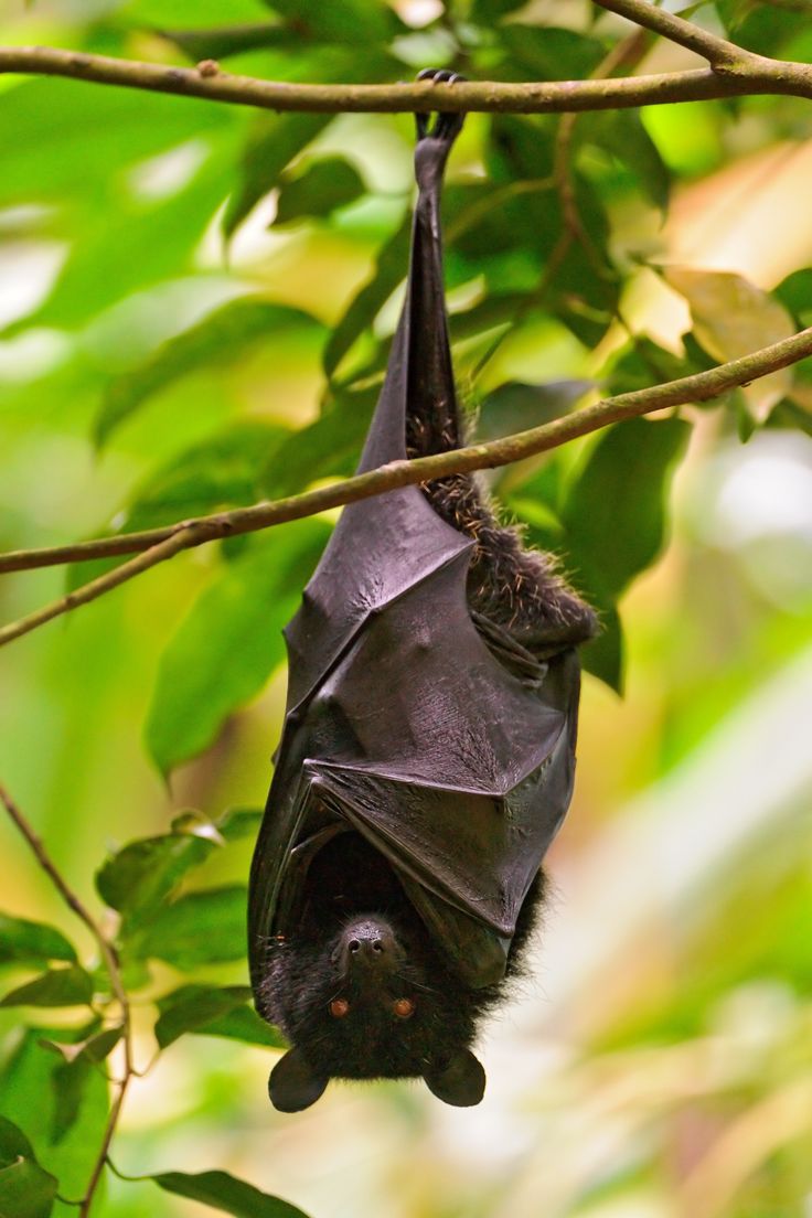 Baby Bats Wallpapers - Wallpaper Cave