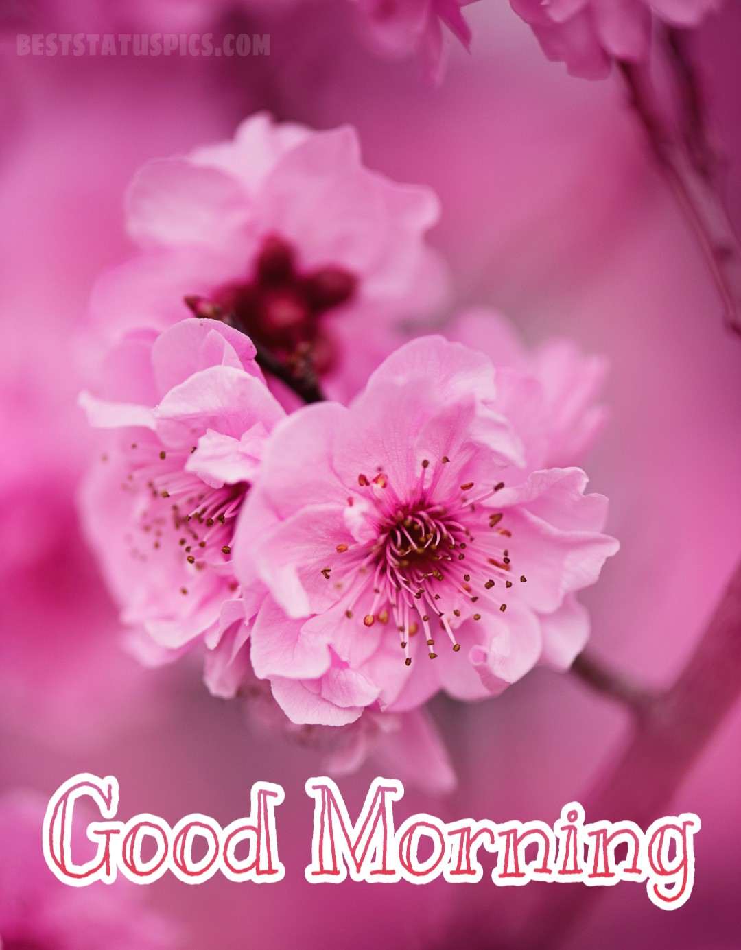 Pink Morning Wallpapers - Wallpaper Cave