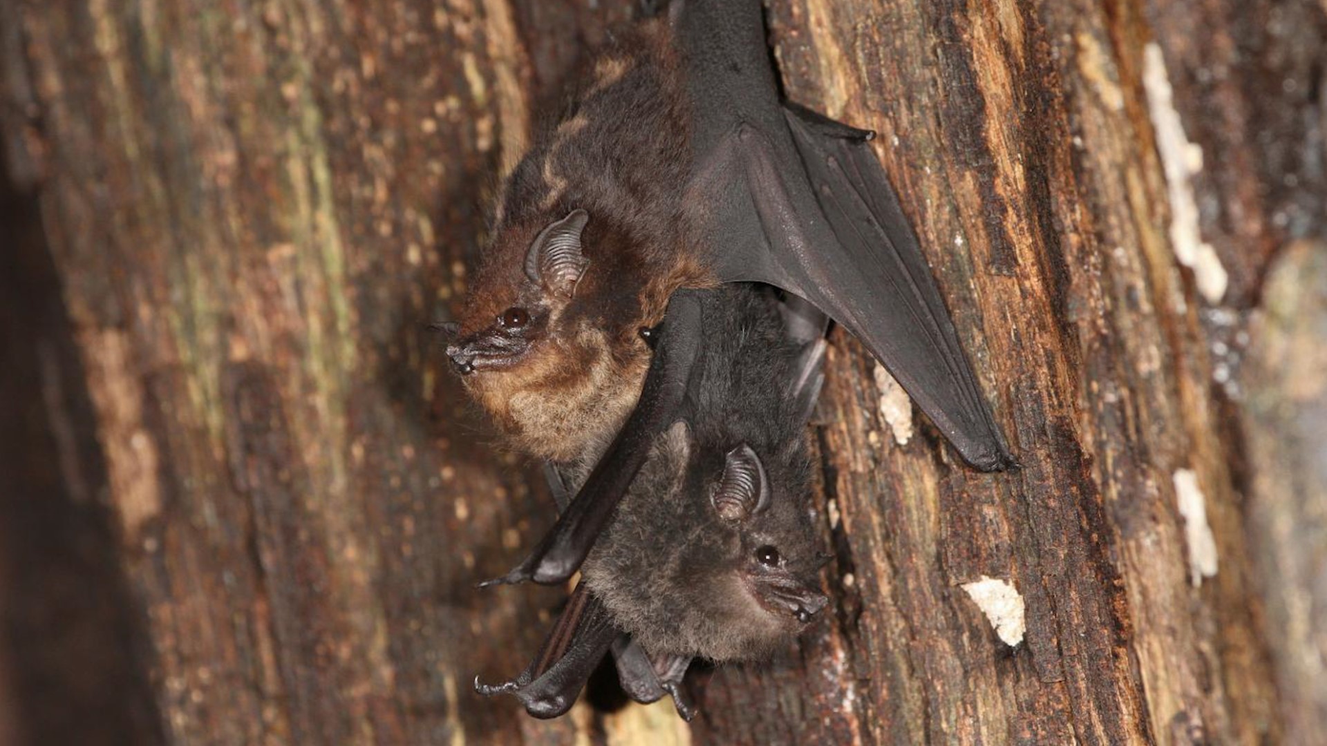 Baby Bats Wallpapers - Wallpaper Cave