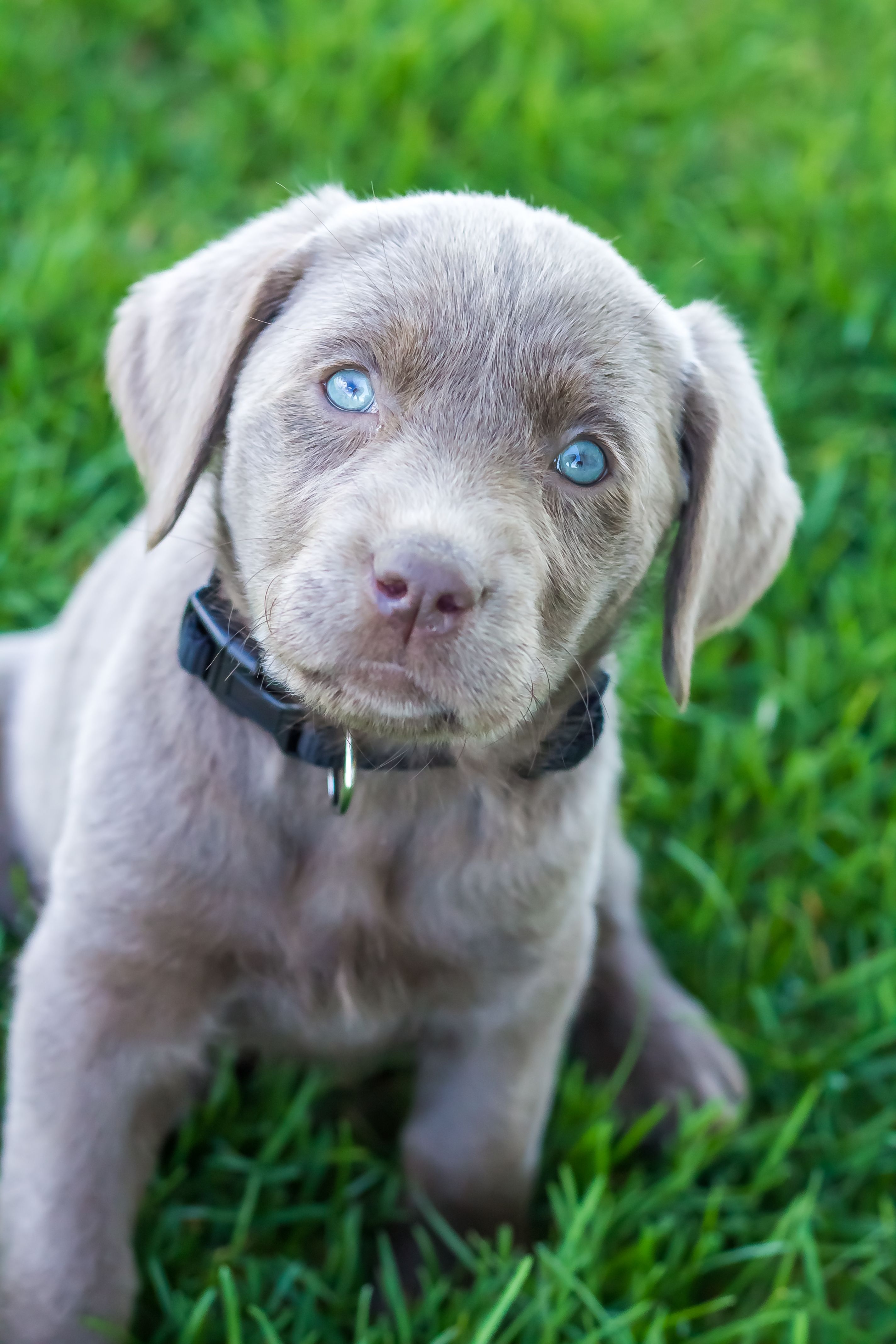 Gray Lab Puppies Wallpapers - Wallpaper Cave