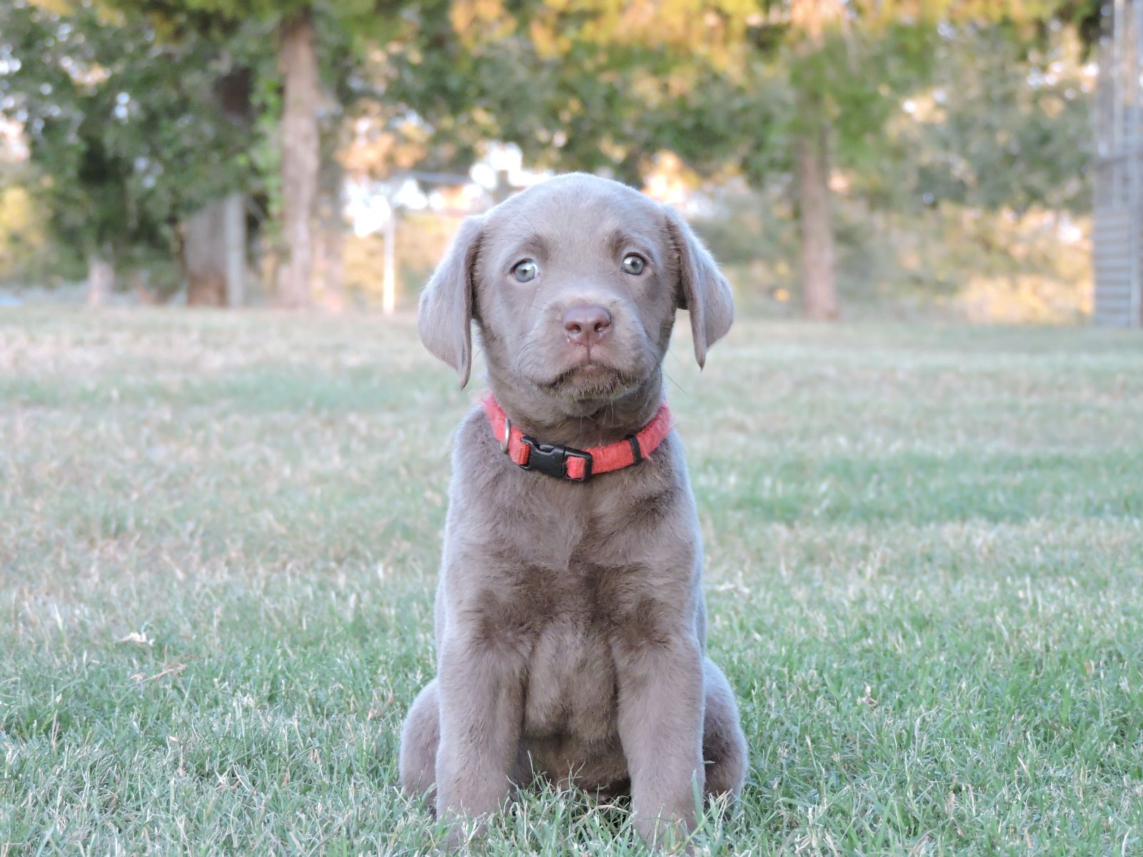 Gray Lab Puppies Wallpapers - Wallpaper Cave