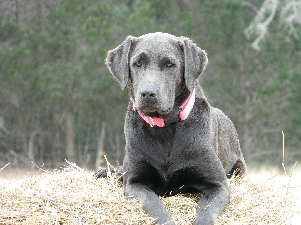 Gray Lab Puppies Wallpapers - Wallpaper Cave